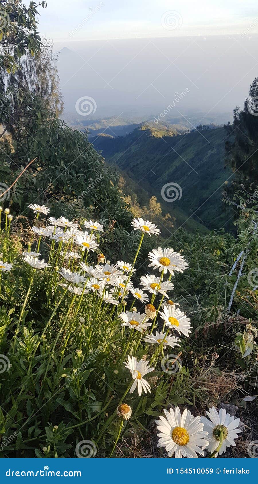 WHITE FLOWER at the TOP of HILL Stock Image - Image of flowers, flower ...