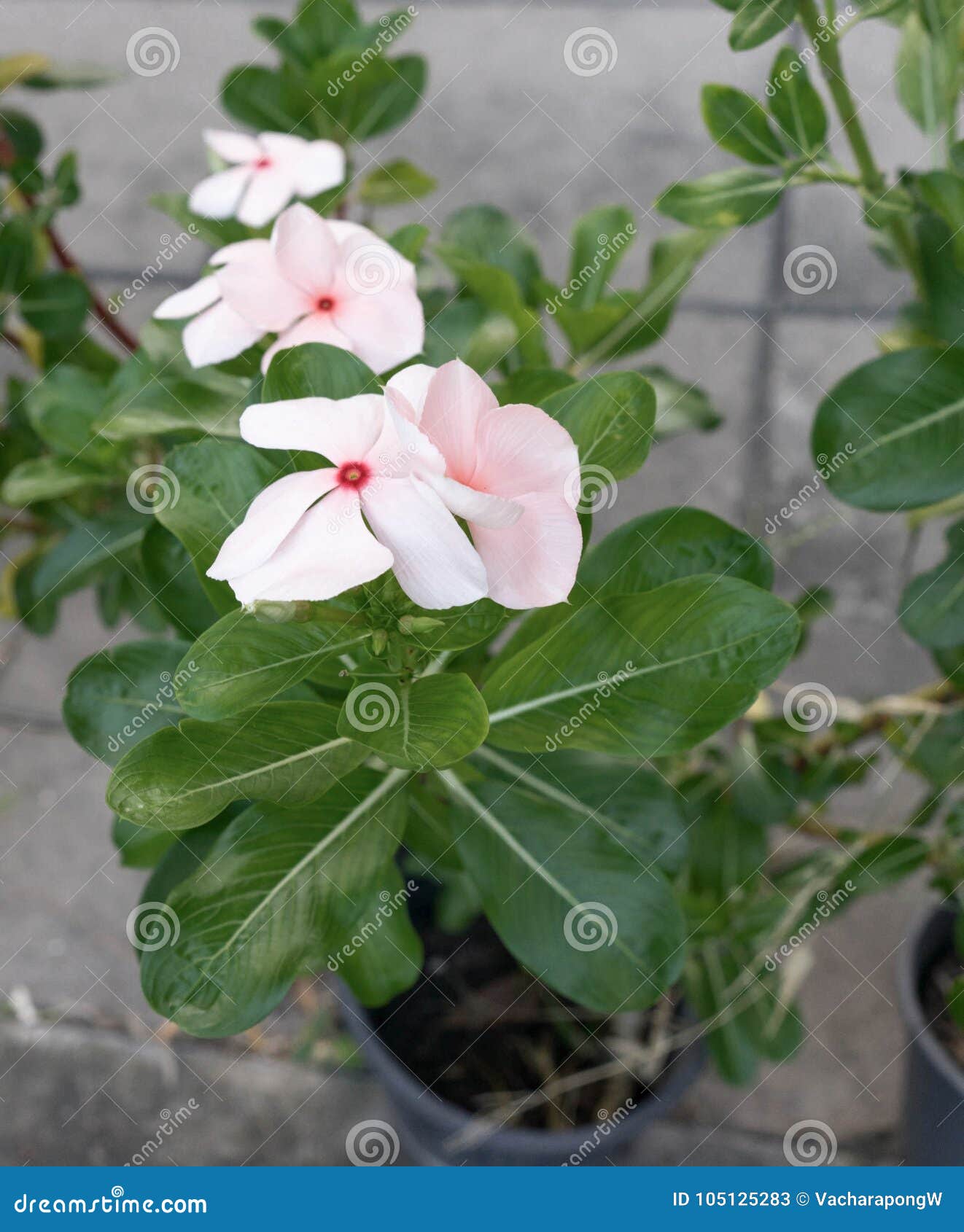 White flower from top view stock image. Image of decoration - 105125283