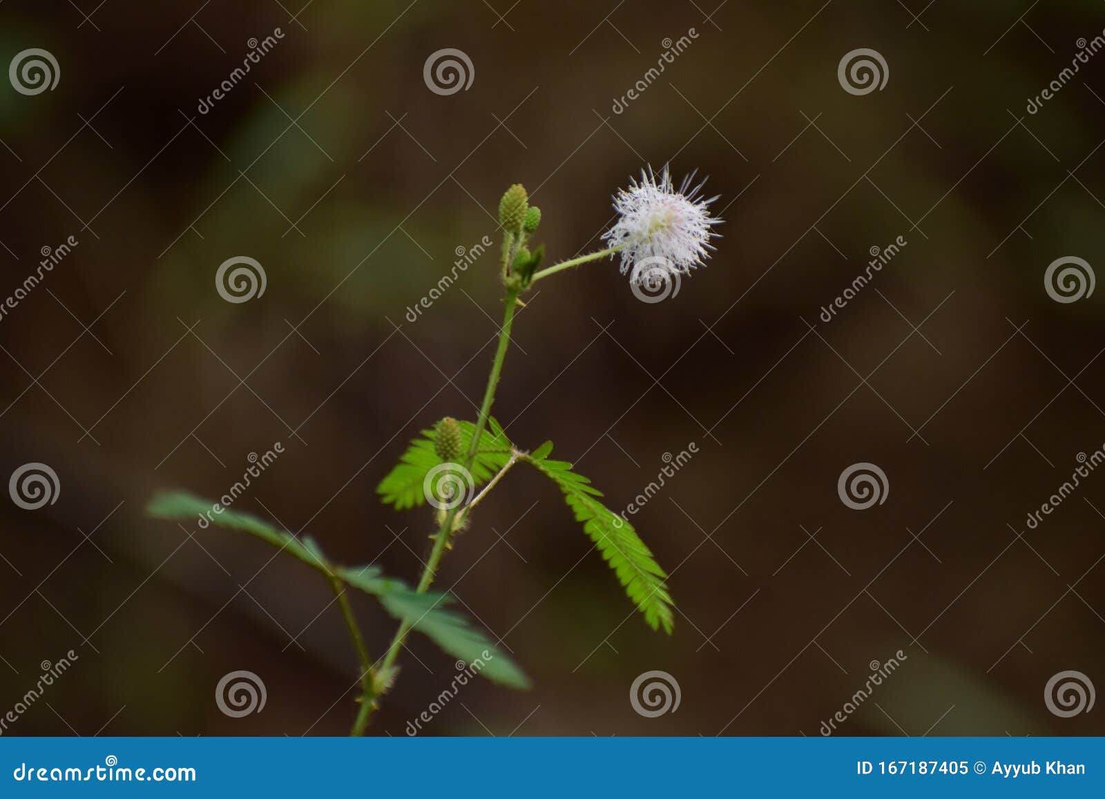 The White Flower of Touch Me Not Flower Stock Image - Image of white ...