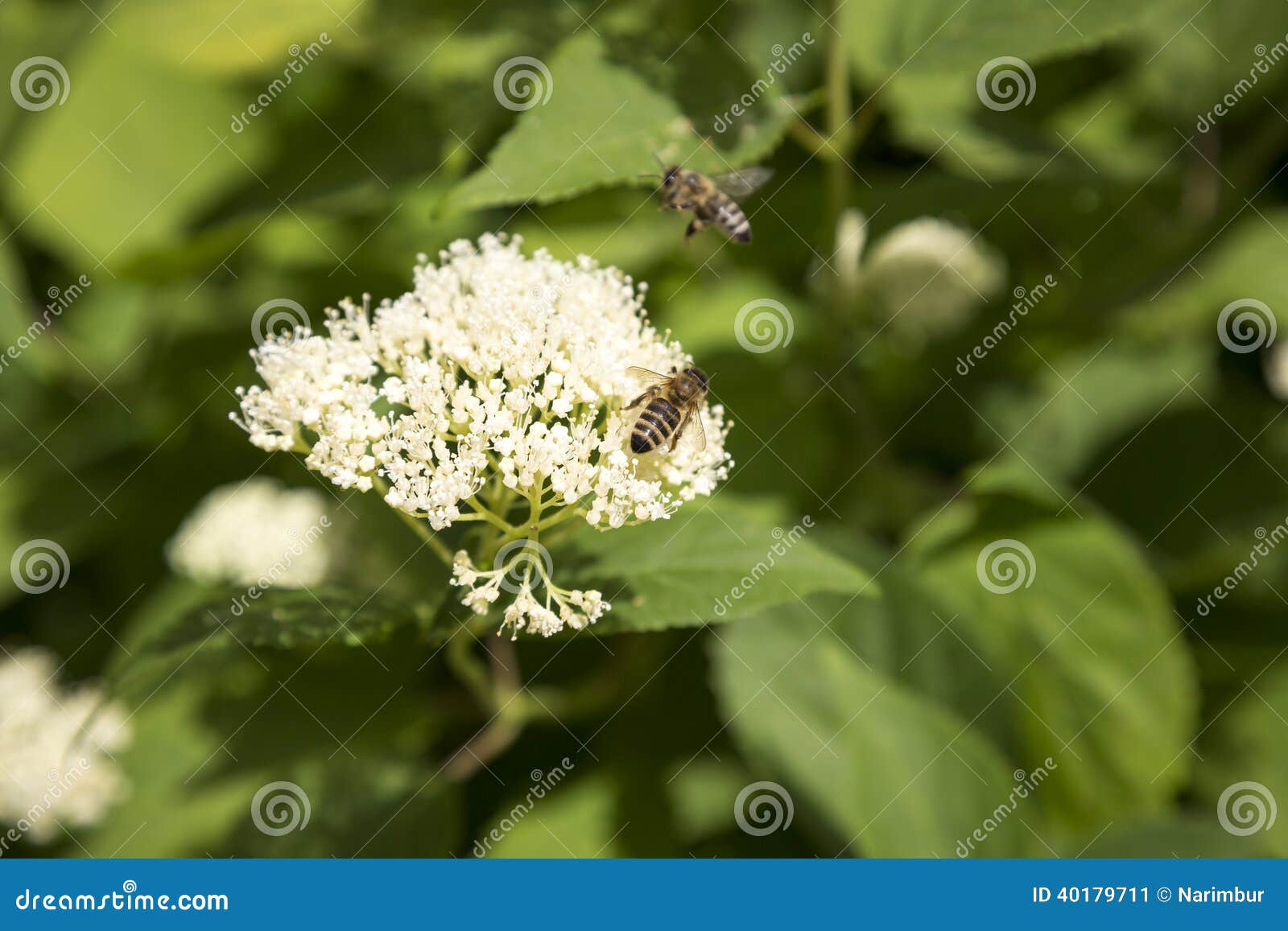 White flower with two bees stock image. Image of blooming - 40179711