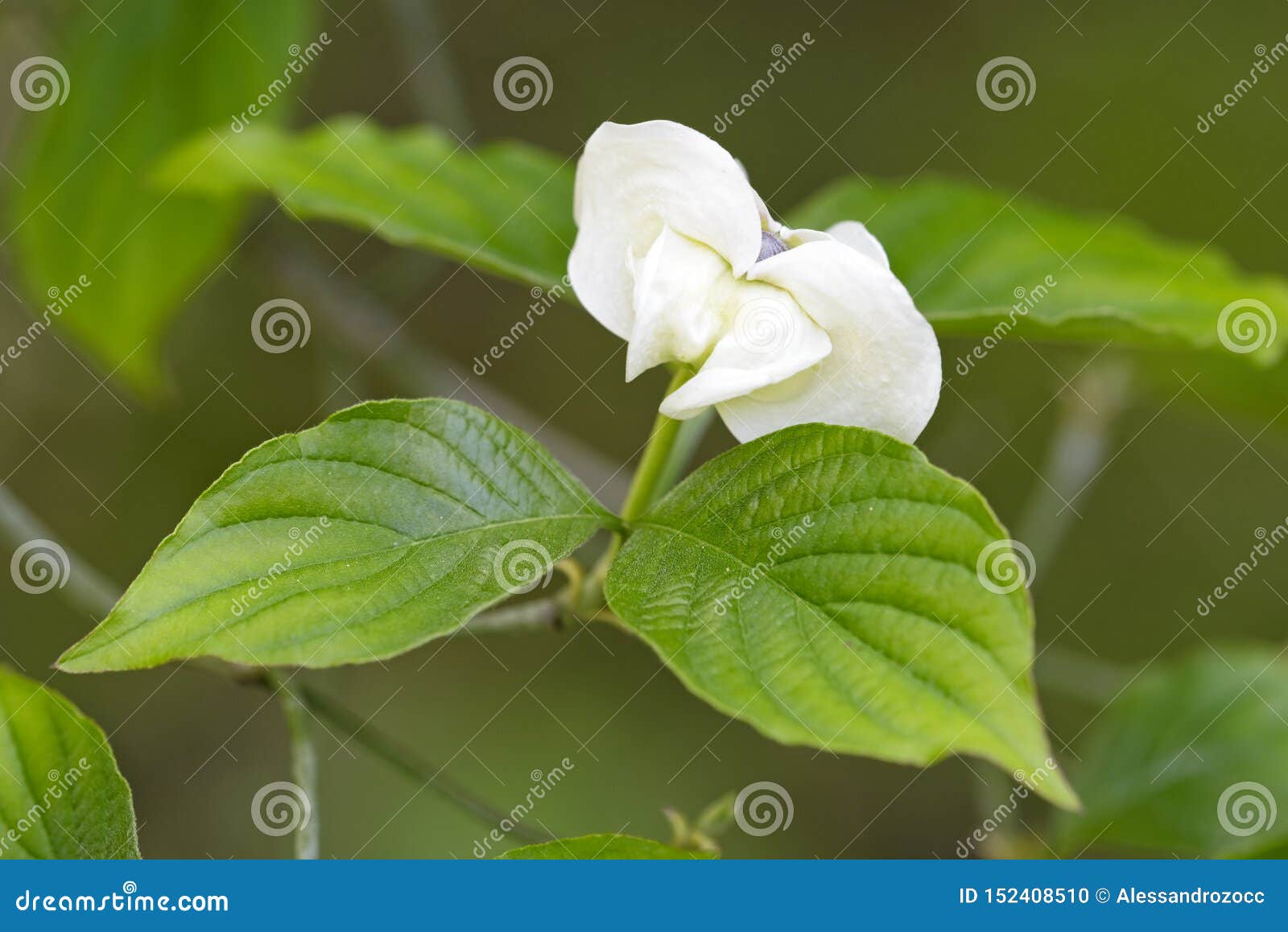 White Flower with Two Leaves Stock Photo - Image of fresh, tree: 152408510