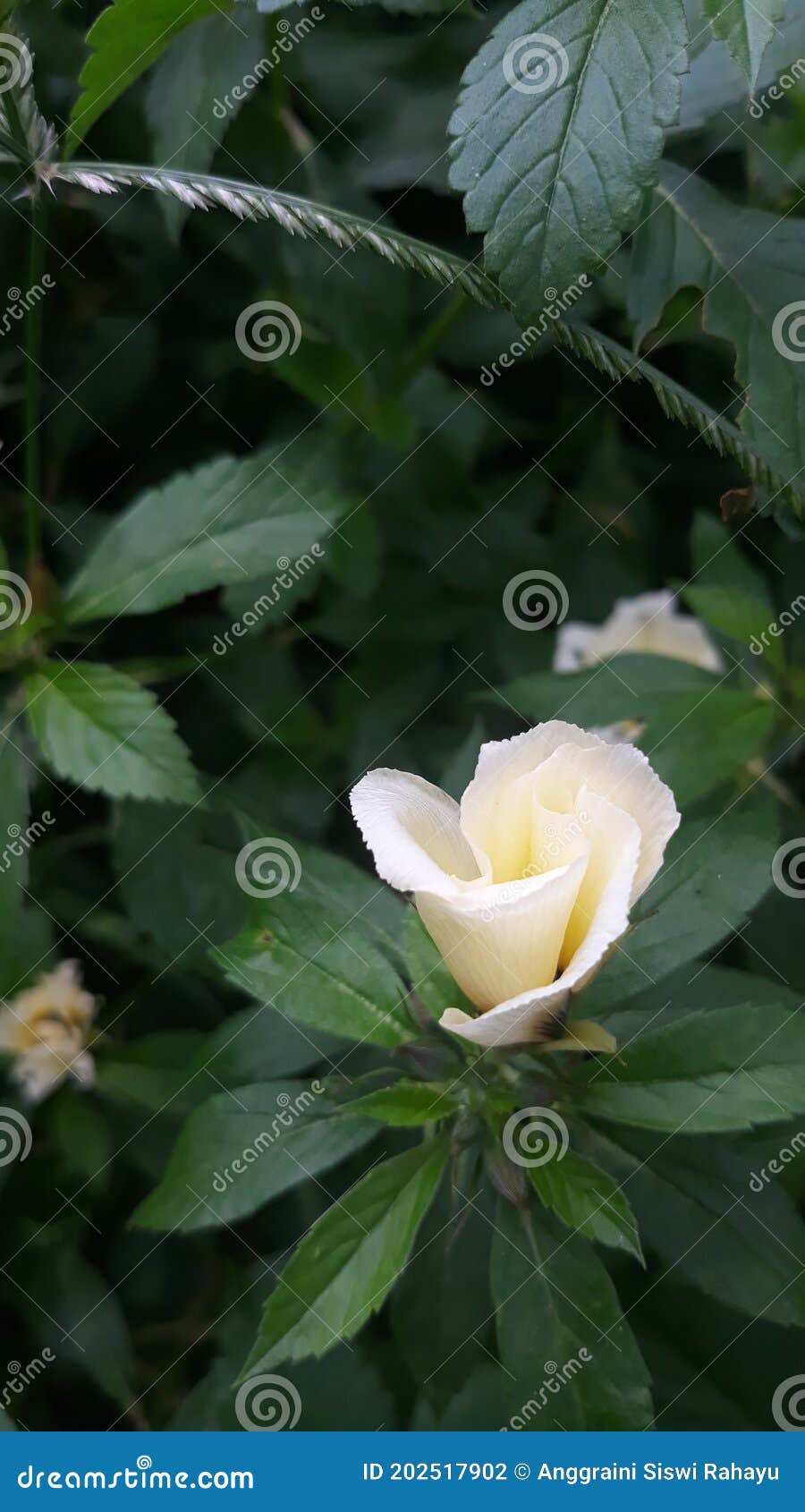 White flower unopen stock photo. Image of yellow, shrub - 202517902