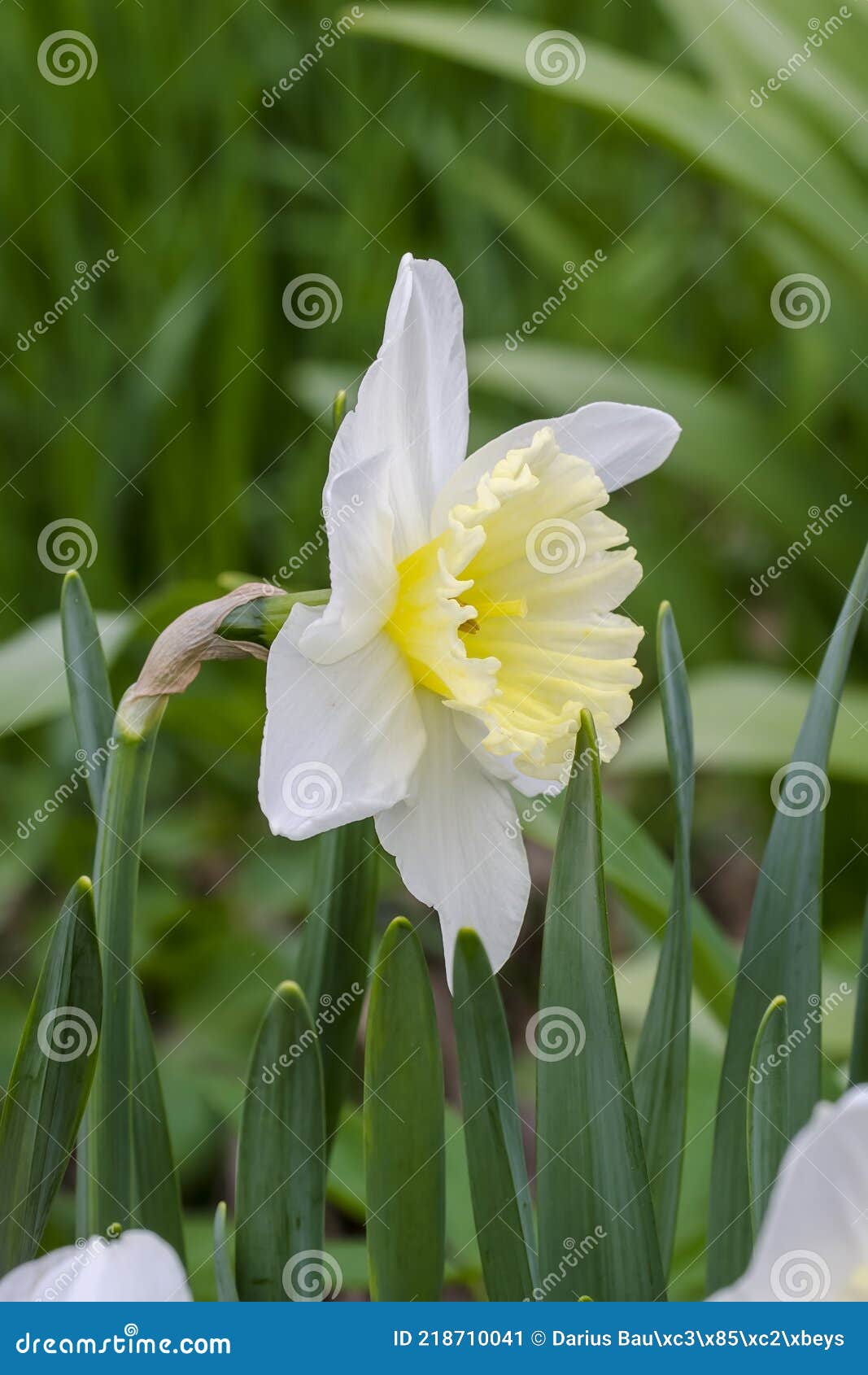 White Flower of Wild Daffodil Stock Image - Image of lily, narcissi ...