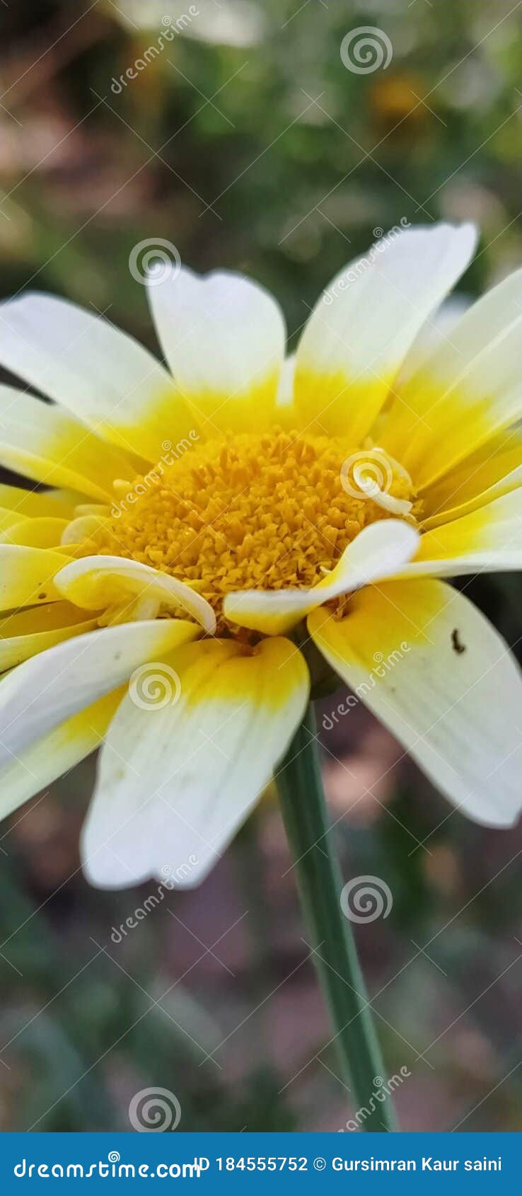 White Flower with Yellow Inside and Pollen Stock Photo - Image of ...