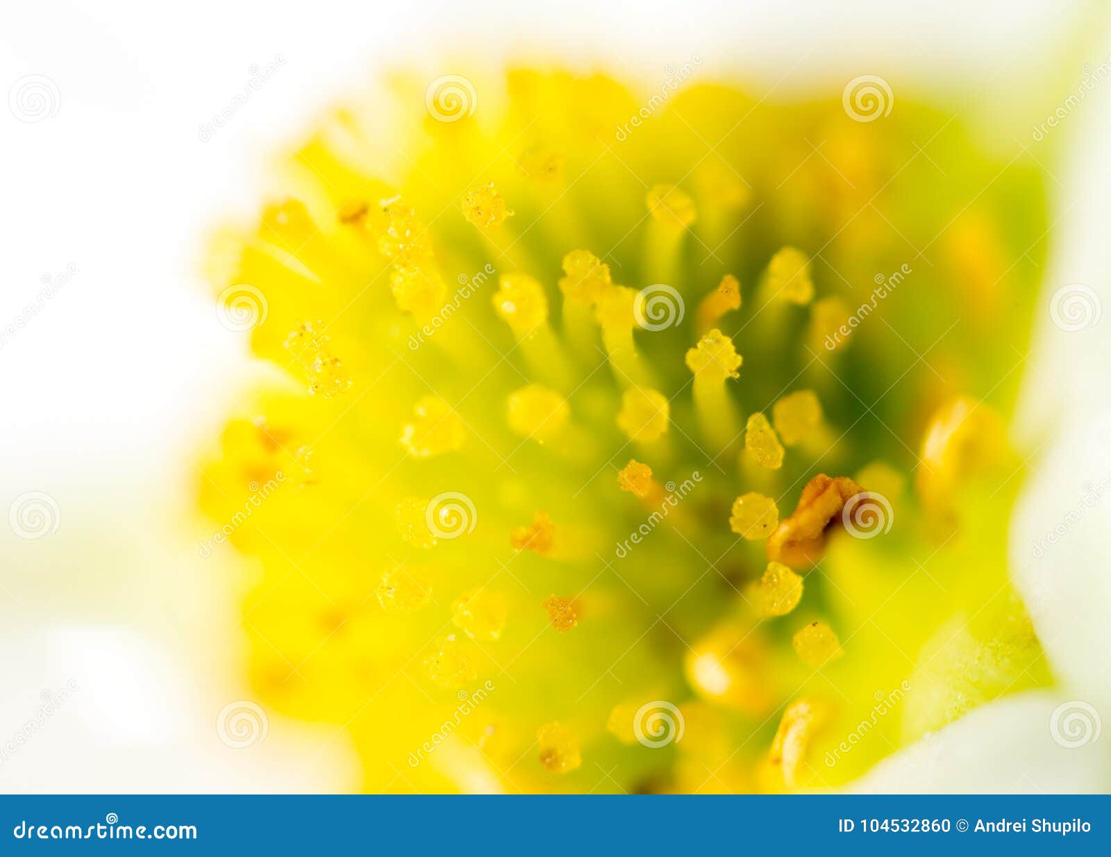 White Flower with Yellow Pollen on Nature Stock Photo - Image of pollen ...