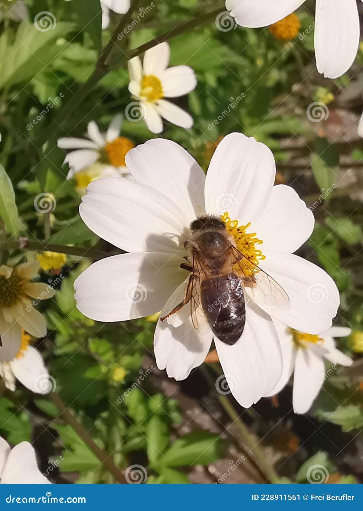 White Flower with Yellow Stigma on the Stigma a Bee Stock Image - Image ...