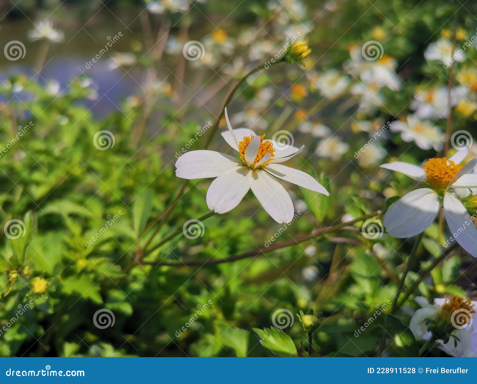 White Flower with Yellow Stigma in a Green Environment Stock Photo ...