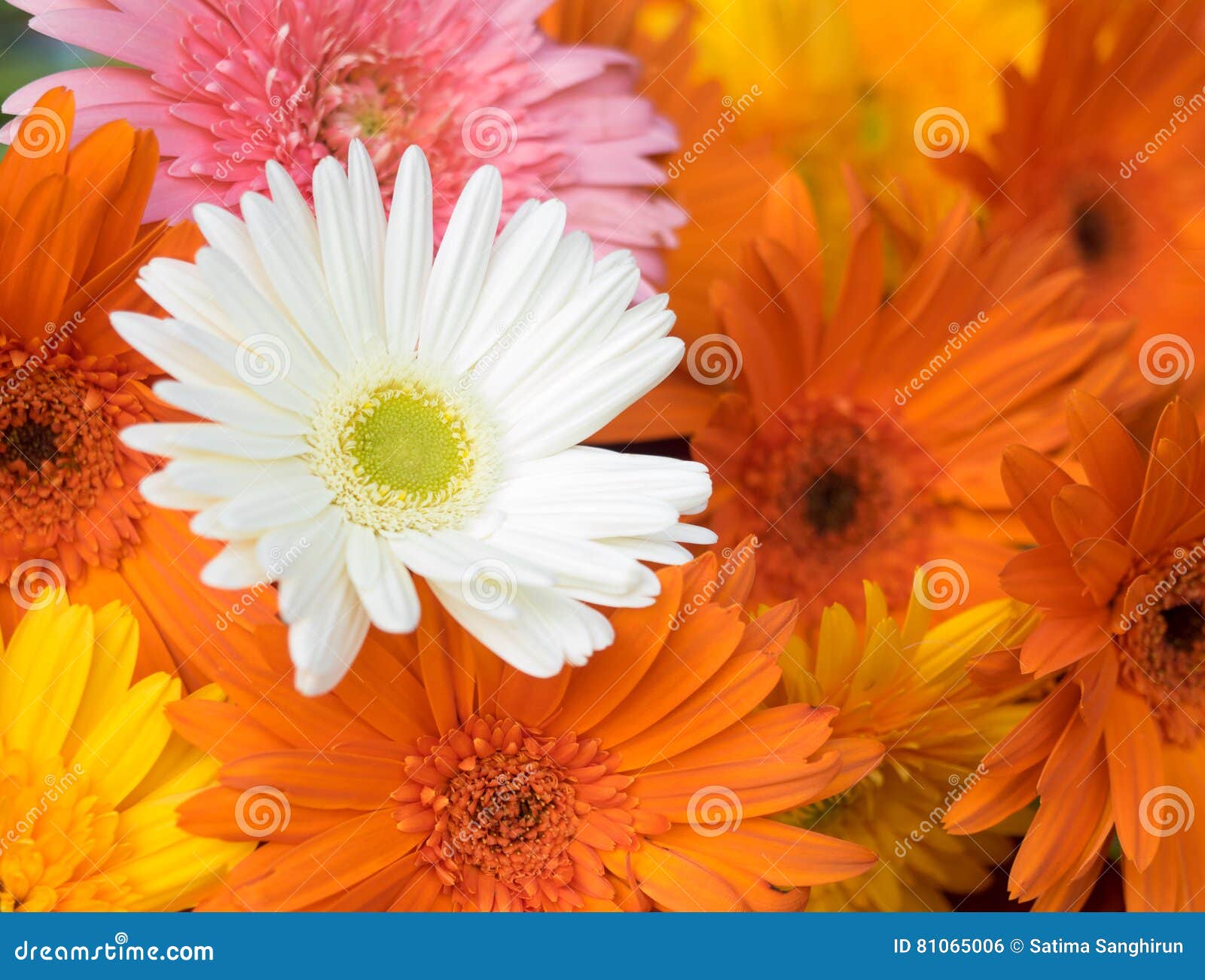 White Yerbera Stock Photos - Free & Royalty-Free Stock Photos from ...