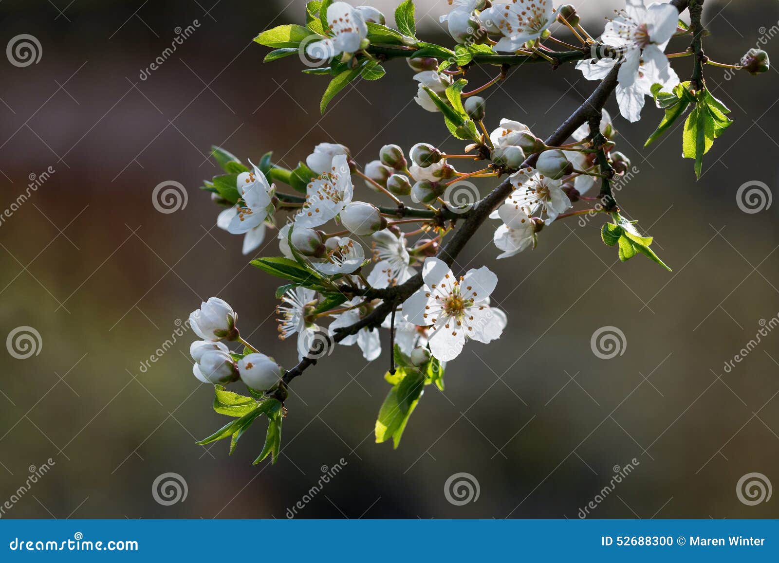 White Flowering Branch of the Wild Plum Stock Photo - Image of petal ...