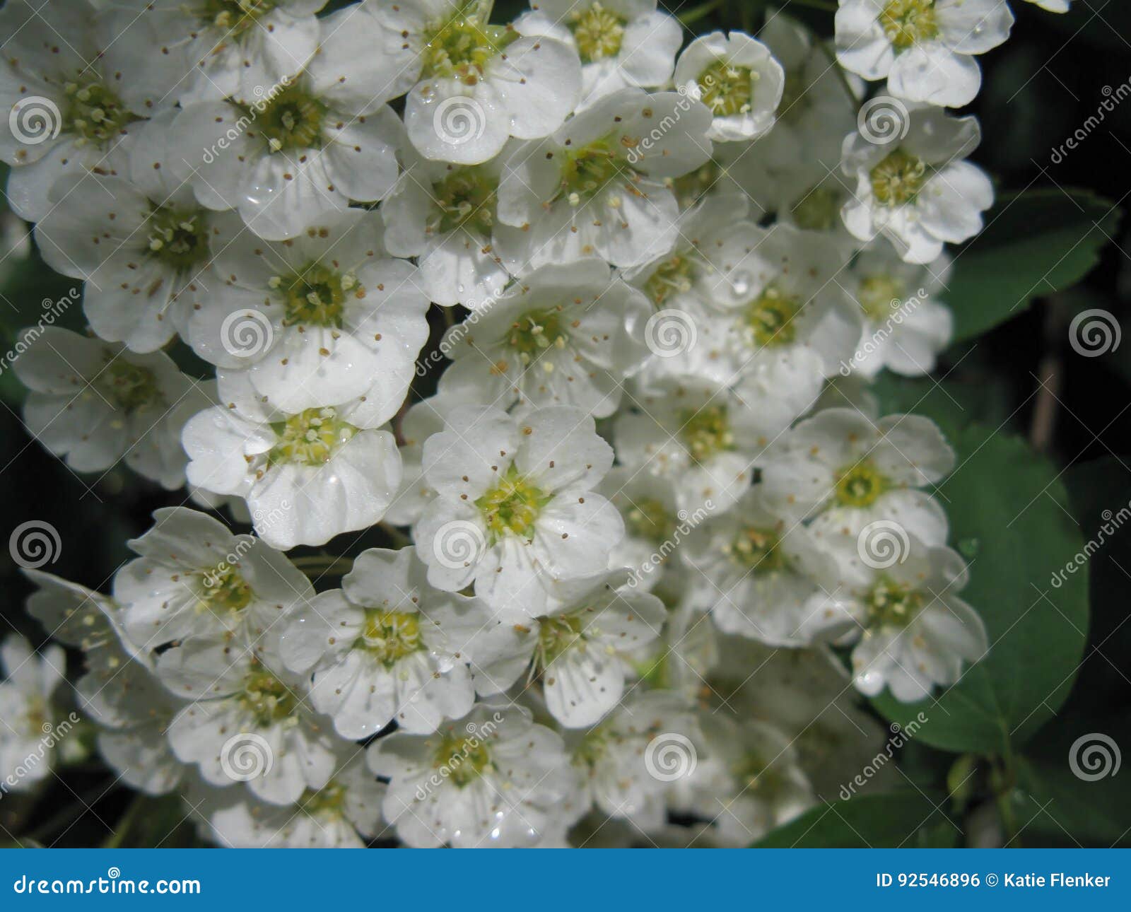 White flowering bush stock photo. Image of white, flowering - 92546896