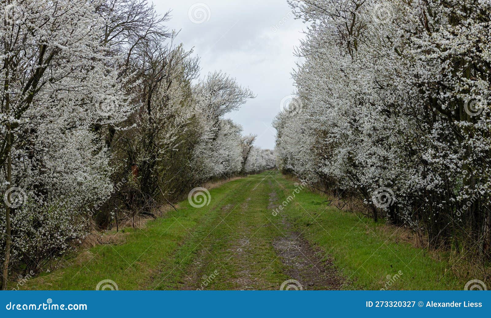 White Flowering Path in March Stock Image - Image of frost, green ...
