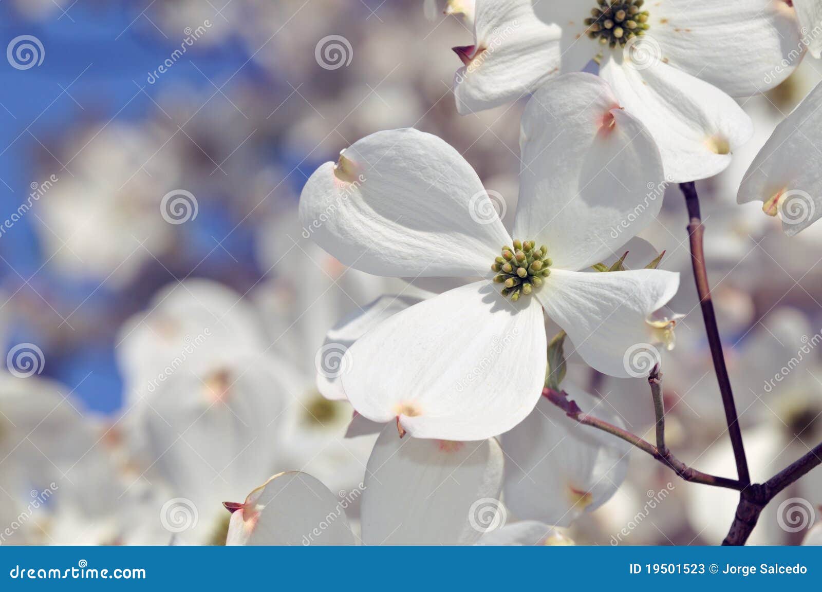 White Flowering Dogwood stock image. Image of nature - 19501523