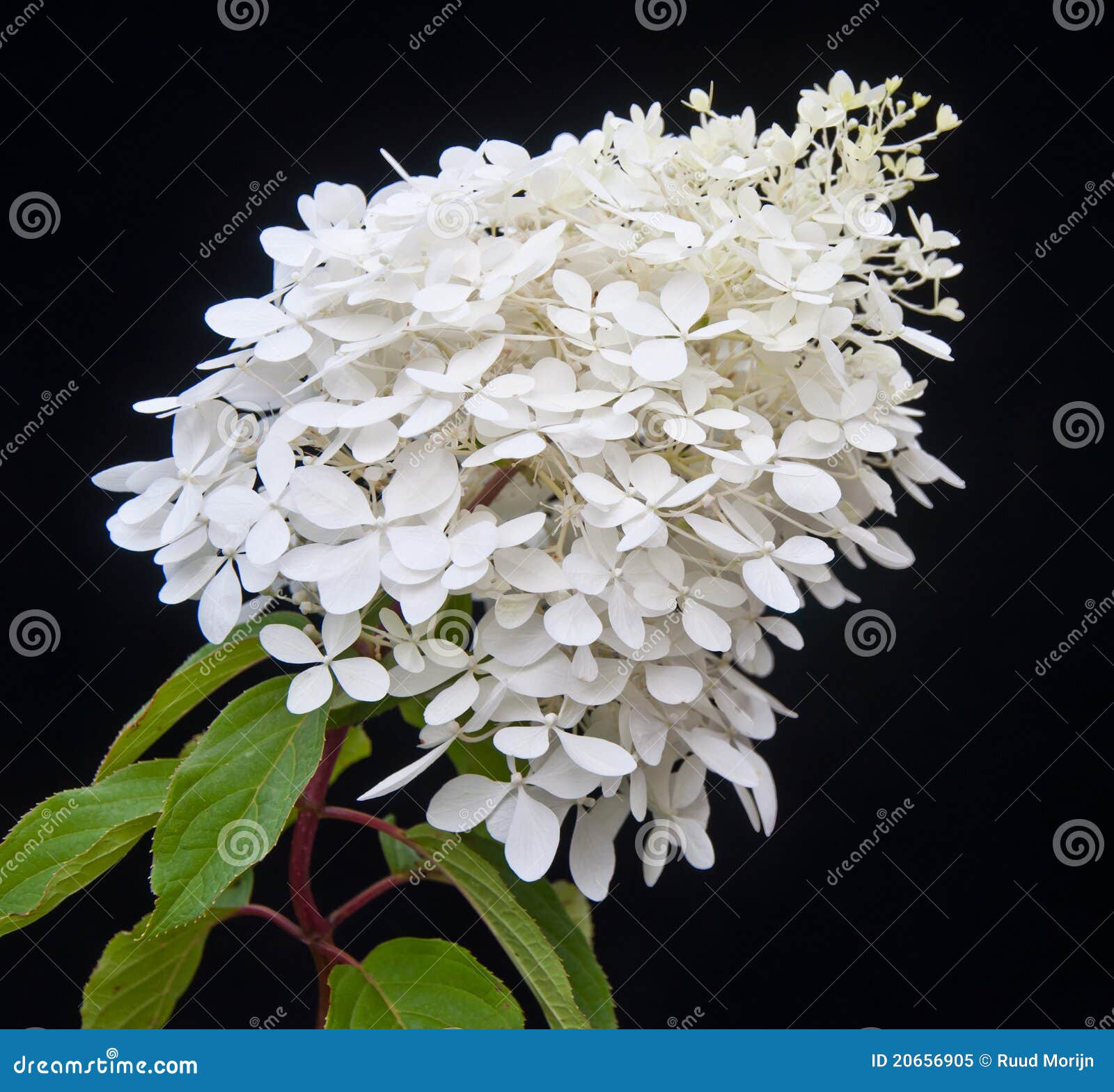 White Flowering Hydrangea Paniculata Phantom Plant Stock Image - Image ...