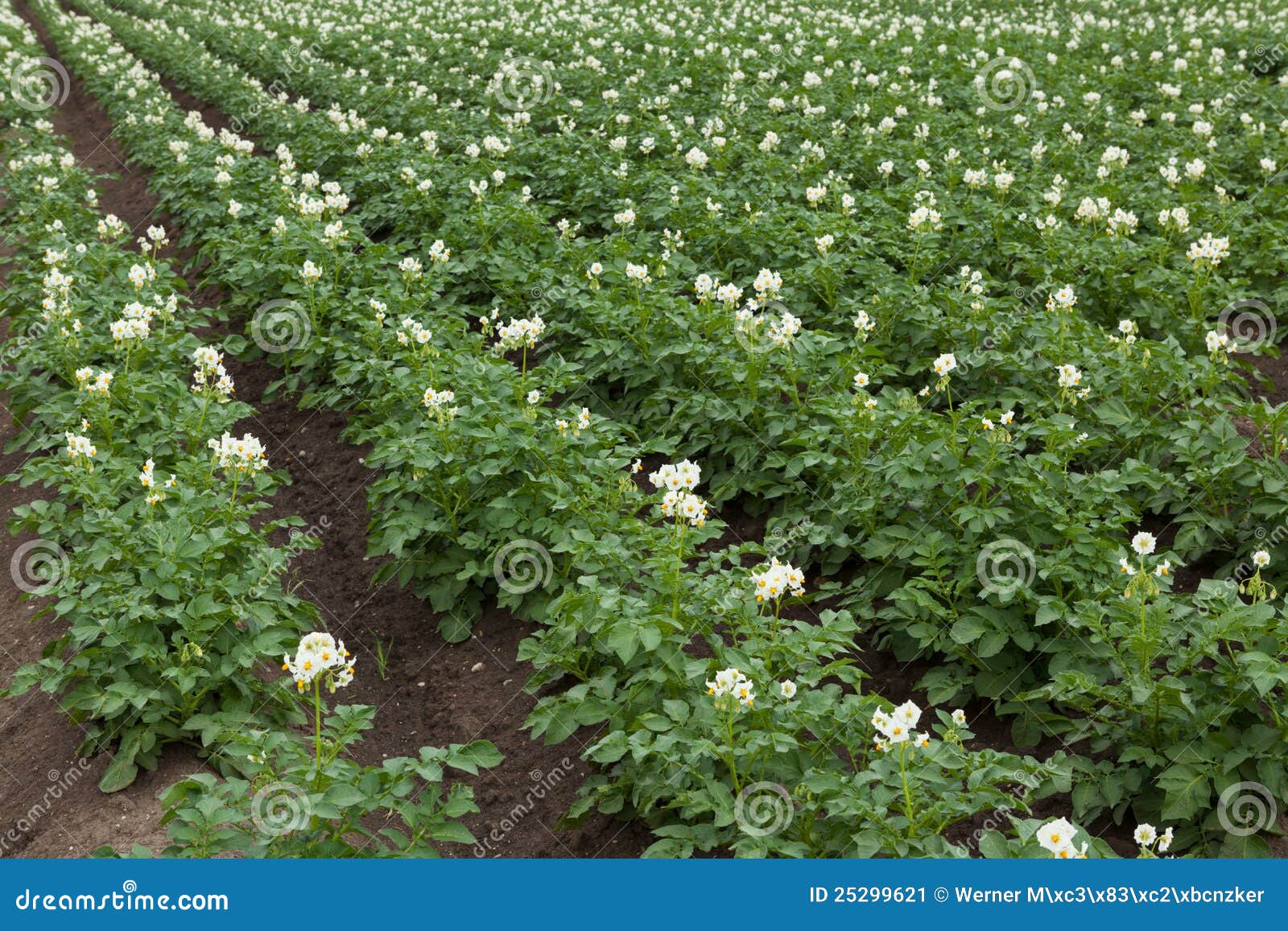 Flowering Potato Plants In A Dutch Field Stock Photography ...
