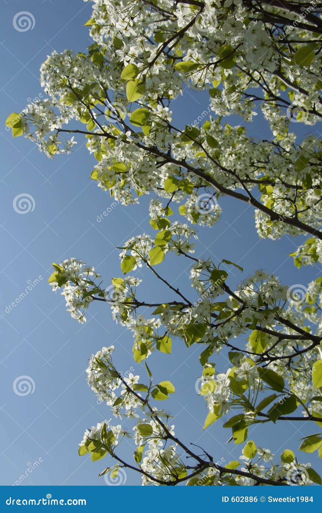 White Flowering Tree stock photo. Image of tree, trees - 602886