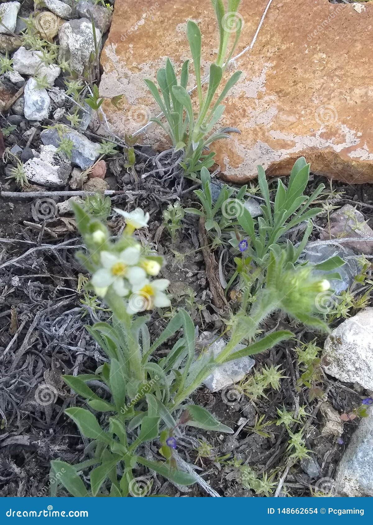 White Flowering Weeds Close Up Orange Rock Stock Photo - Image of close ... White Flowering Weeds Close Up Orange Rock Stock Photo - Image of close ...