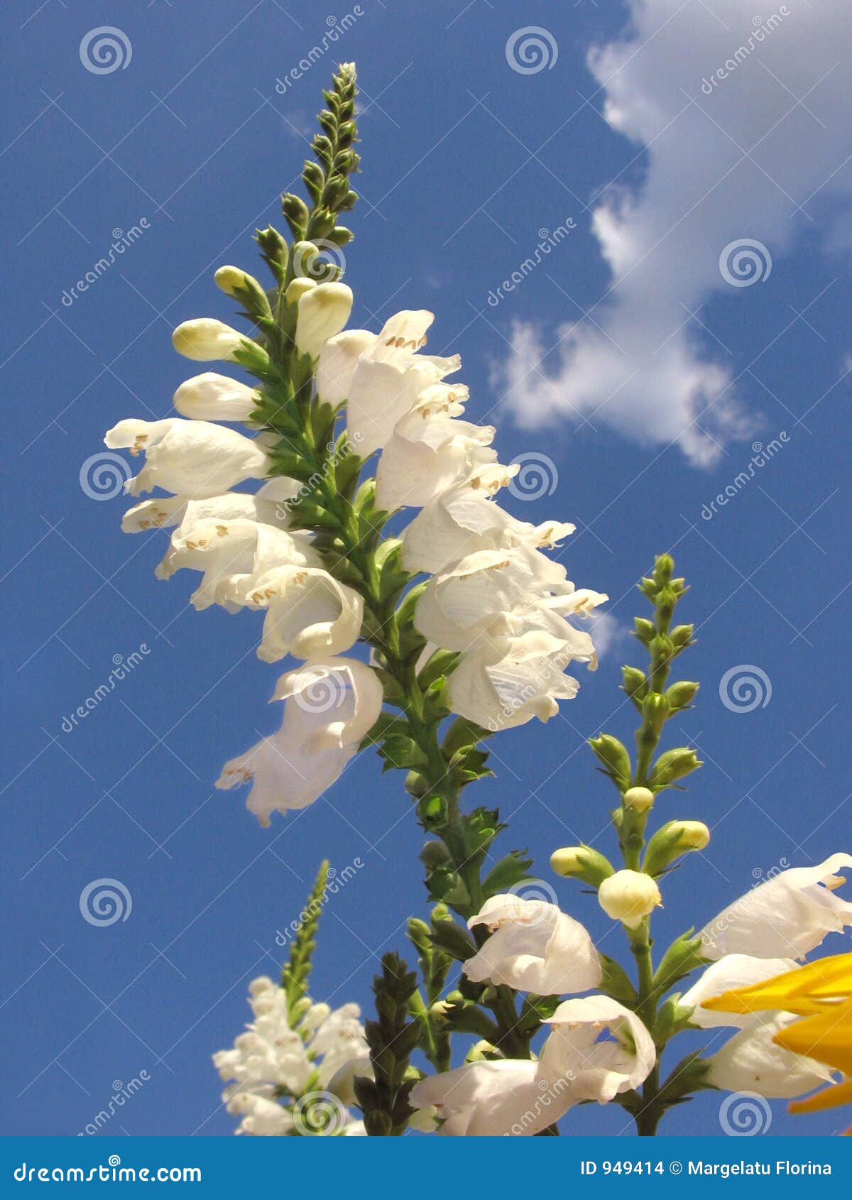 White flowers stock photo. Image of sinuous, aspiration - 949414