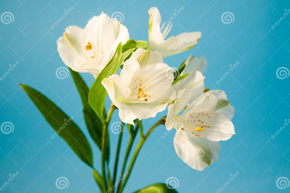 White Flowers of Alstroemeria Stock Photo - Image of posy, pollen: 5068710