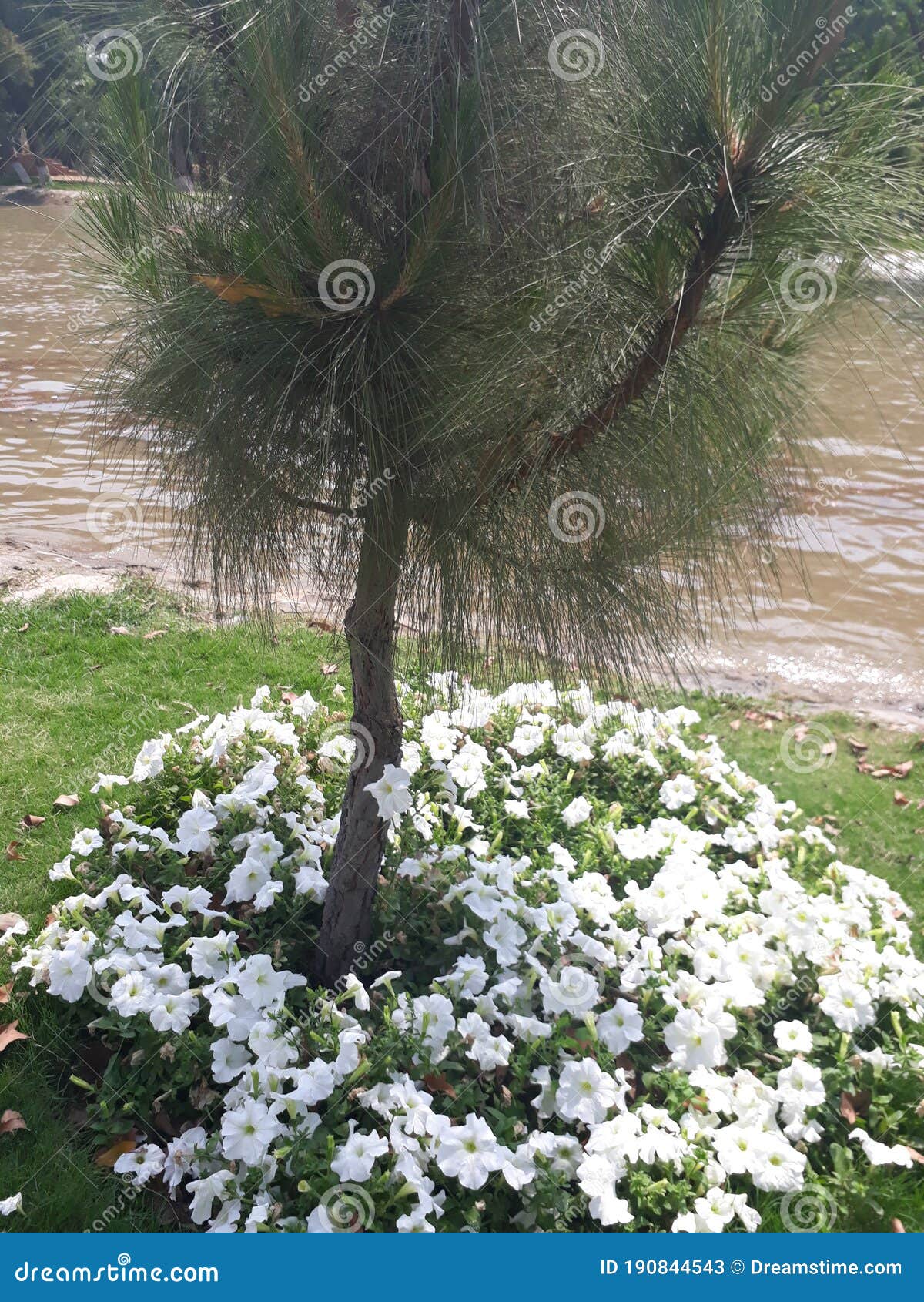 White Flowers Aroun a Tree Natural View Stock Image - Image of nature ...