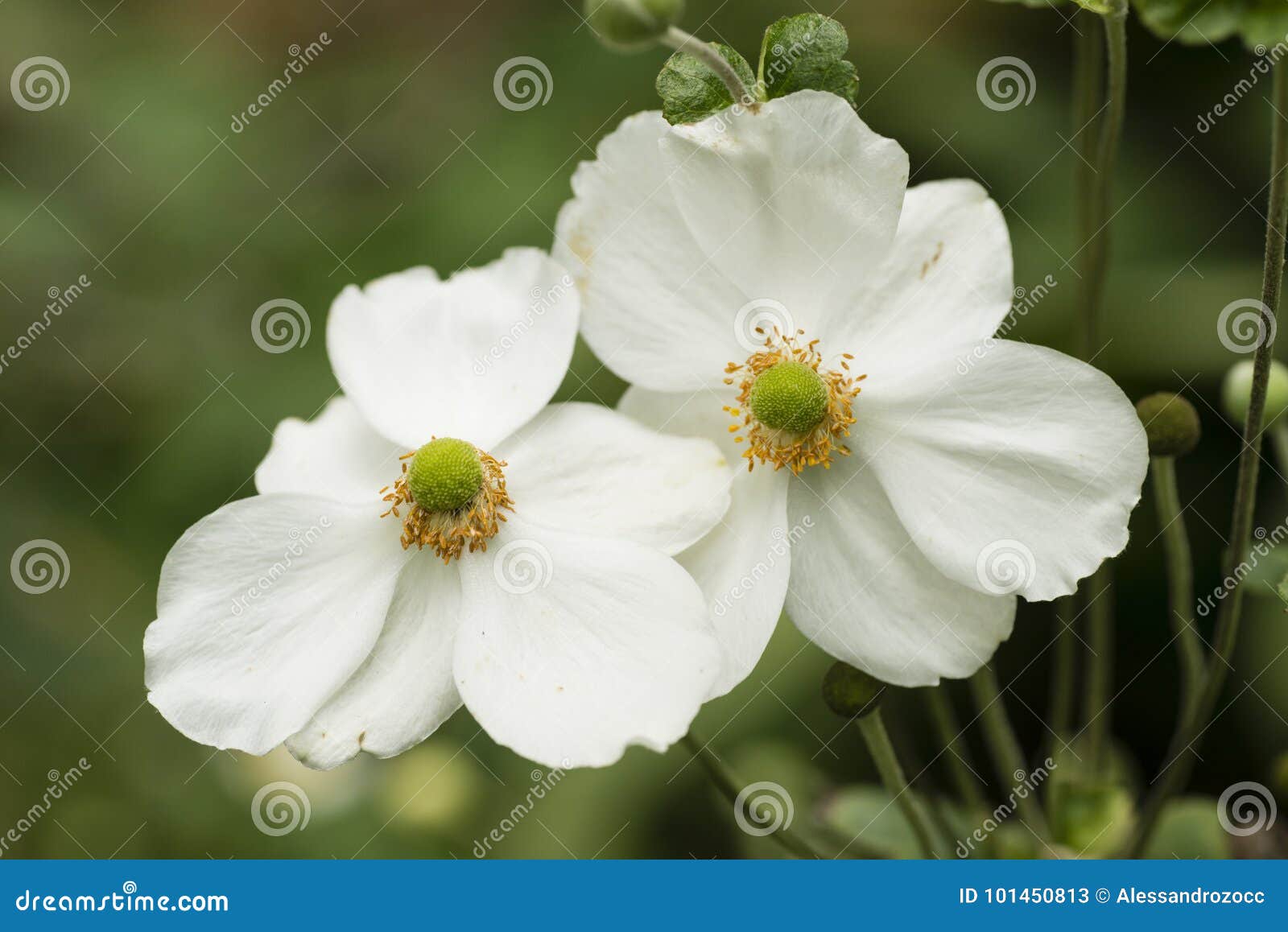 White Flowers of Autumnal Ranunculus. Stock Image - Image of bloom ...