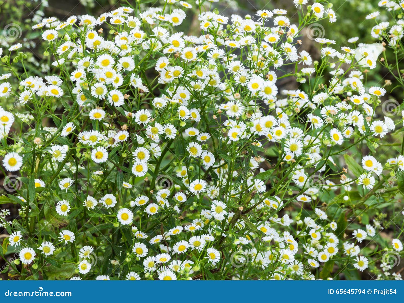 White flowers backdrop stock photo. Image of little, natural - 65645794