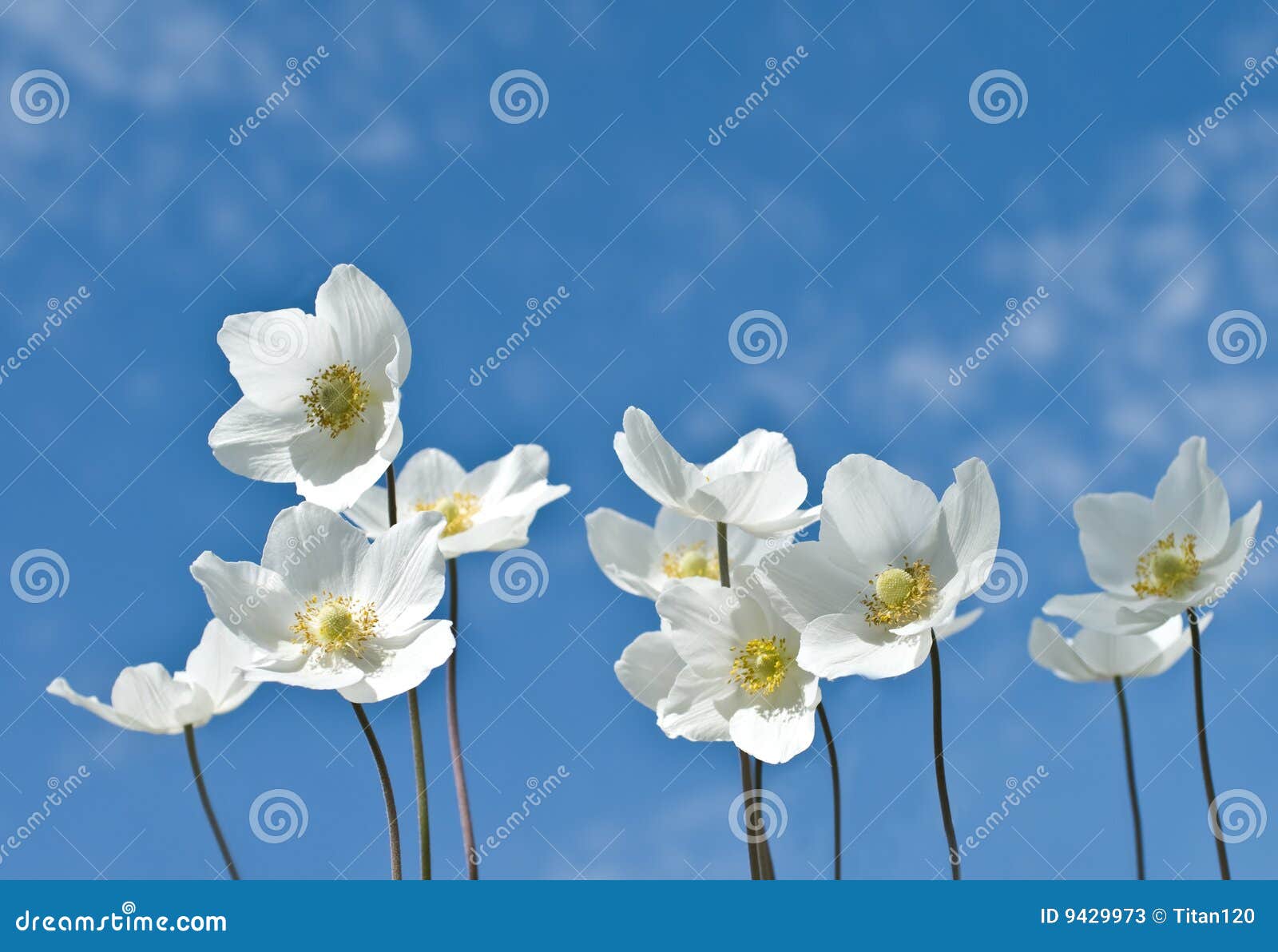 854 Blue Bell Field White Sky Stock Photos - Free & Royalty-Free Stock ...