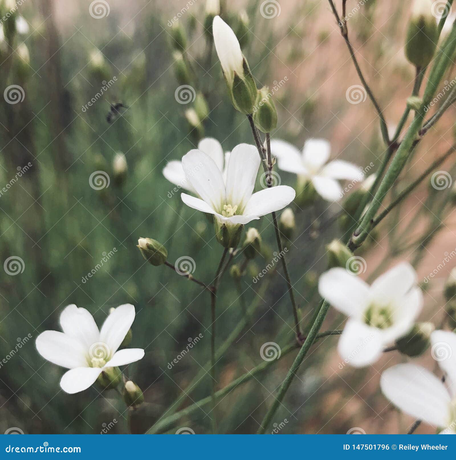 White flowers stock photo. Image of canyon, nature, floor - 147501796