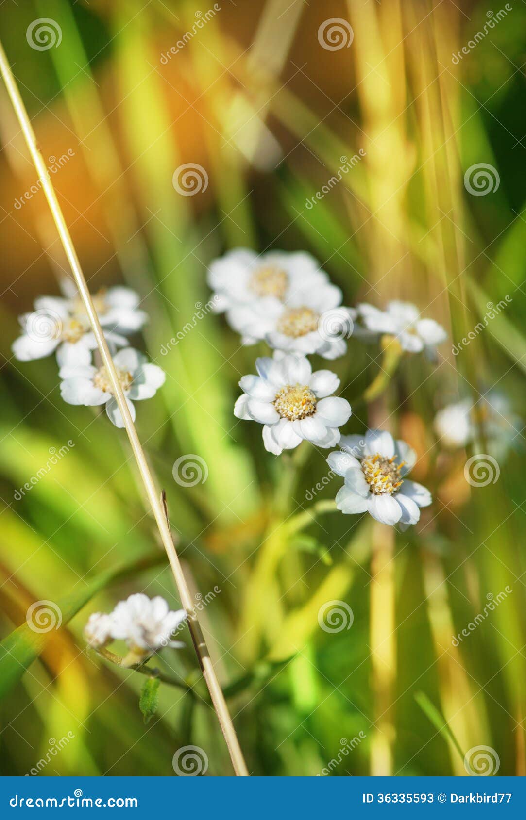 White flowers stock image. Image of meadow, bloom, green - 36335593