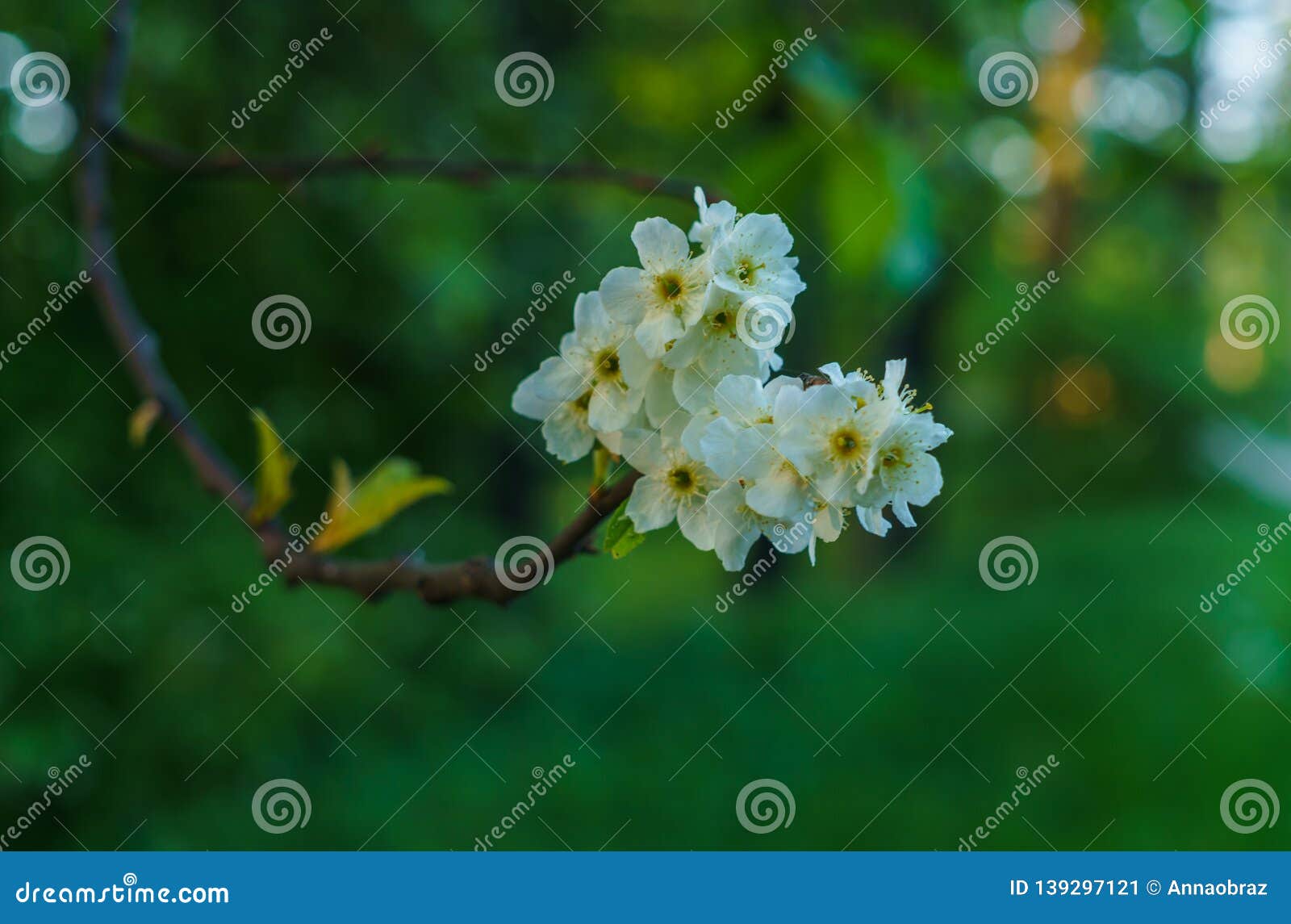 White Flowers of Bird Cherries in Early Spring Stock Image - Image of ...