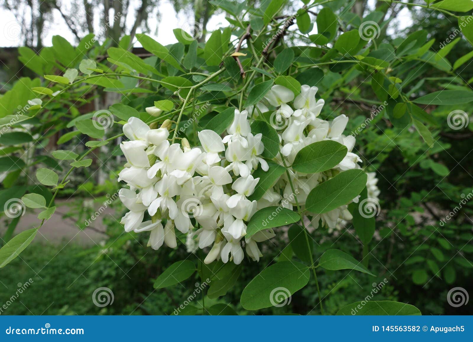 White Flowers of Black Locust Stock Photo - Image of fresh, outdoors ...