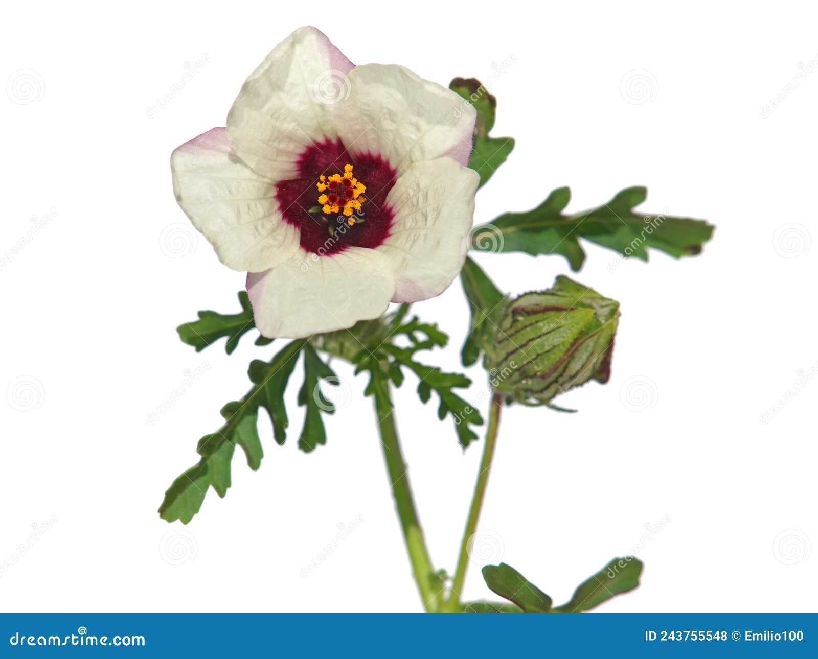 White Flowers Of Bladder Hibiscus Or Flower Of An Hour Plant Hibiscus