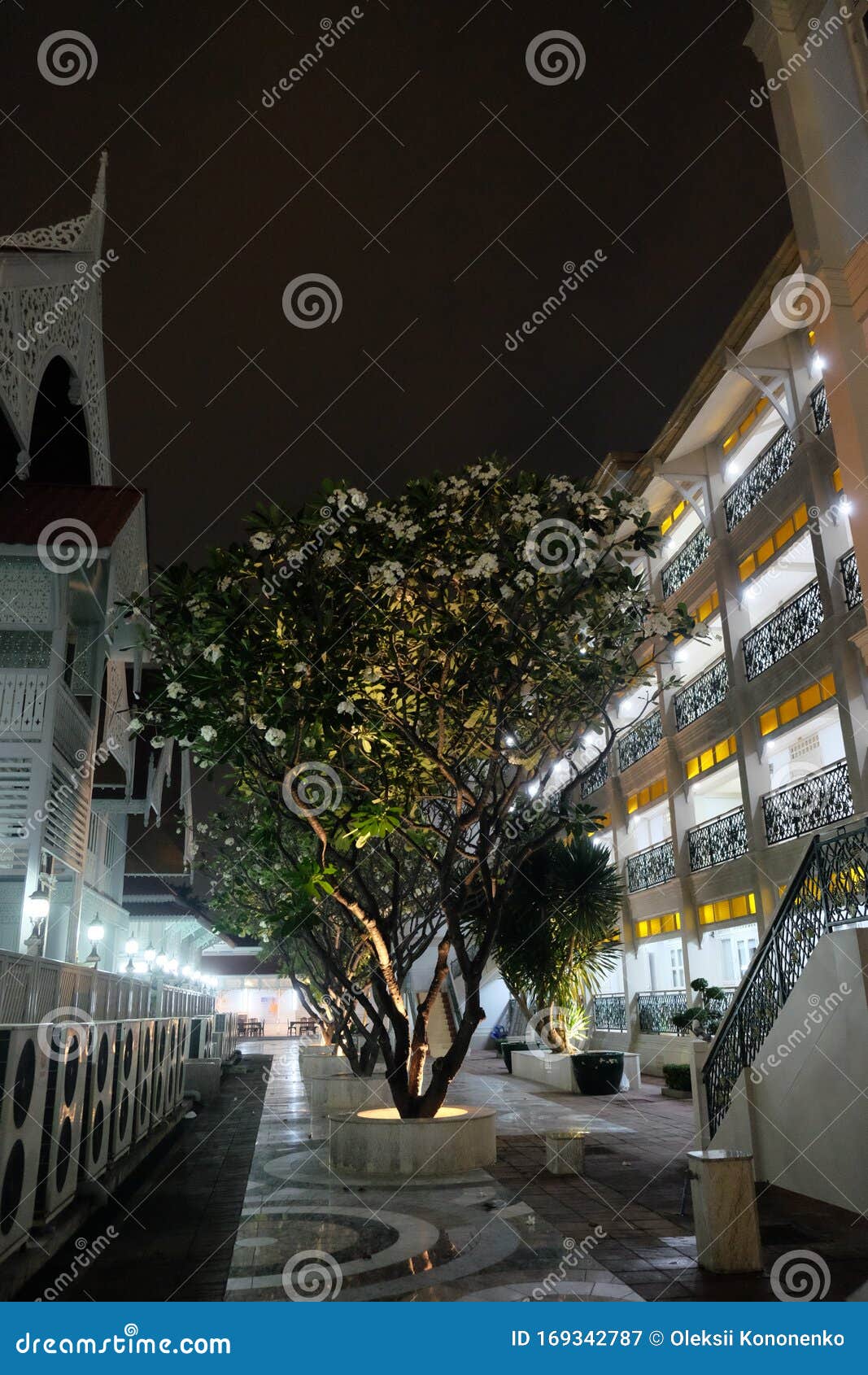 White Flowers Bloom on a Decorative Bush at Night Stock Image - Image ...