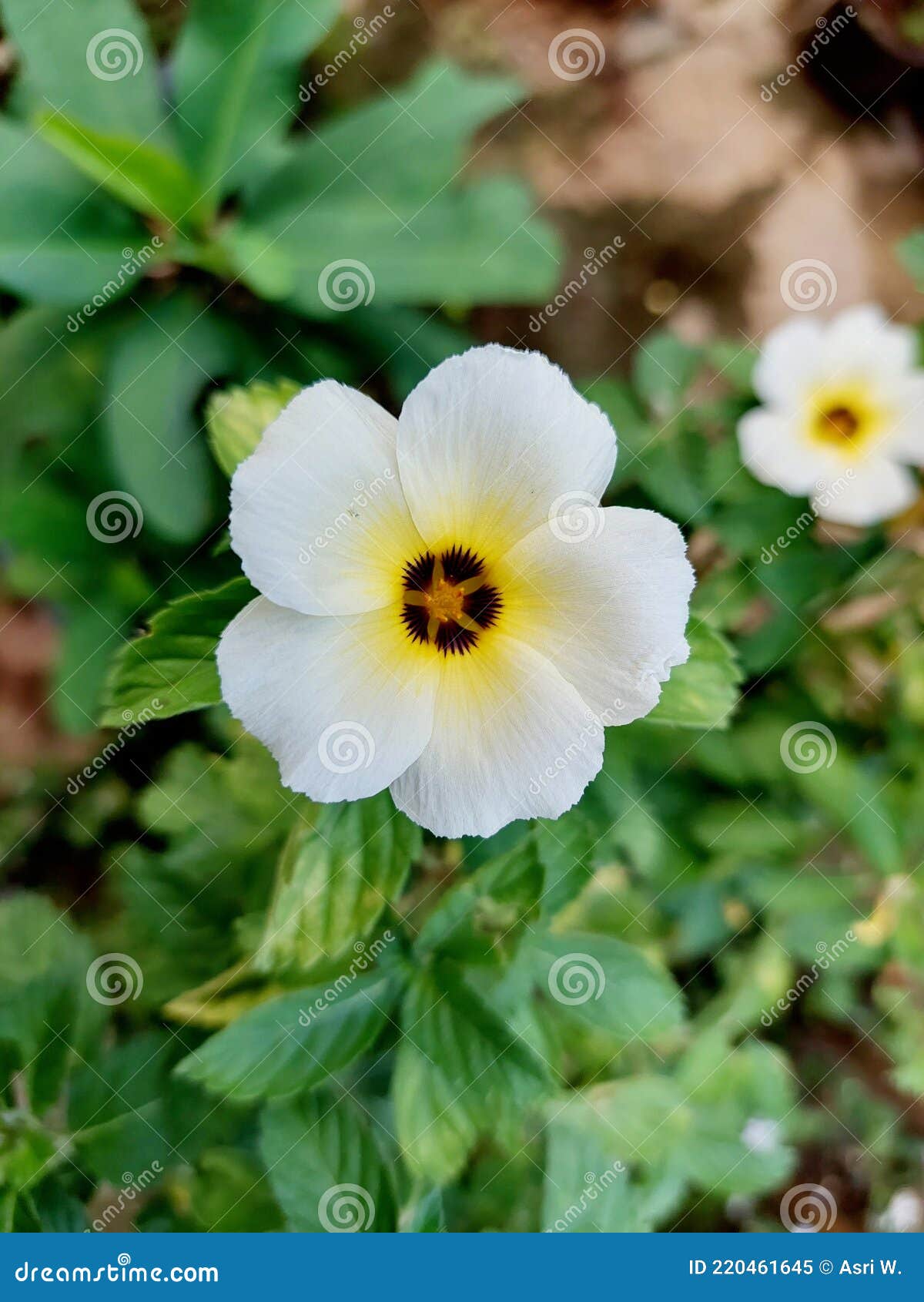 White Flowers that Bloom in the Morning Stock Image - Image of flowers ...