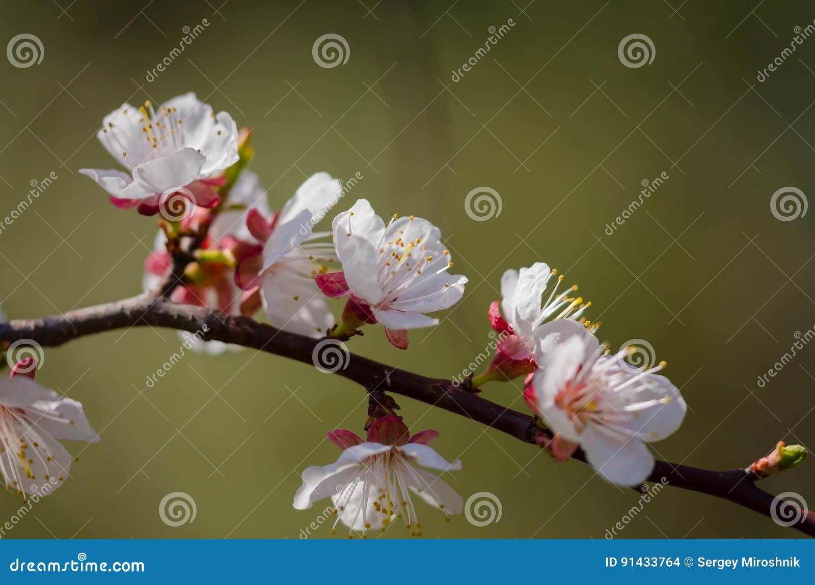 White Flowers Blossom on a Branch of a Fruit Tree. Stock Photo - Image ...