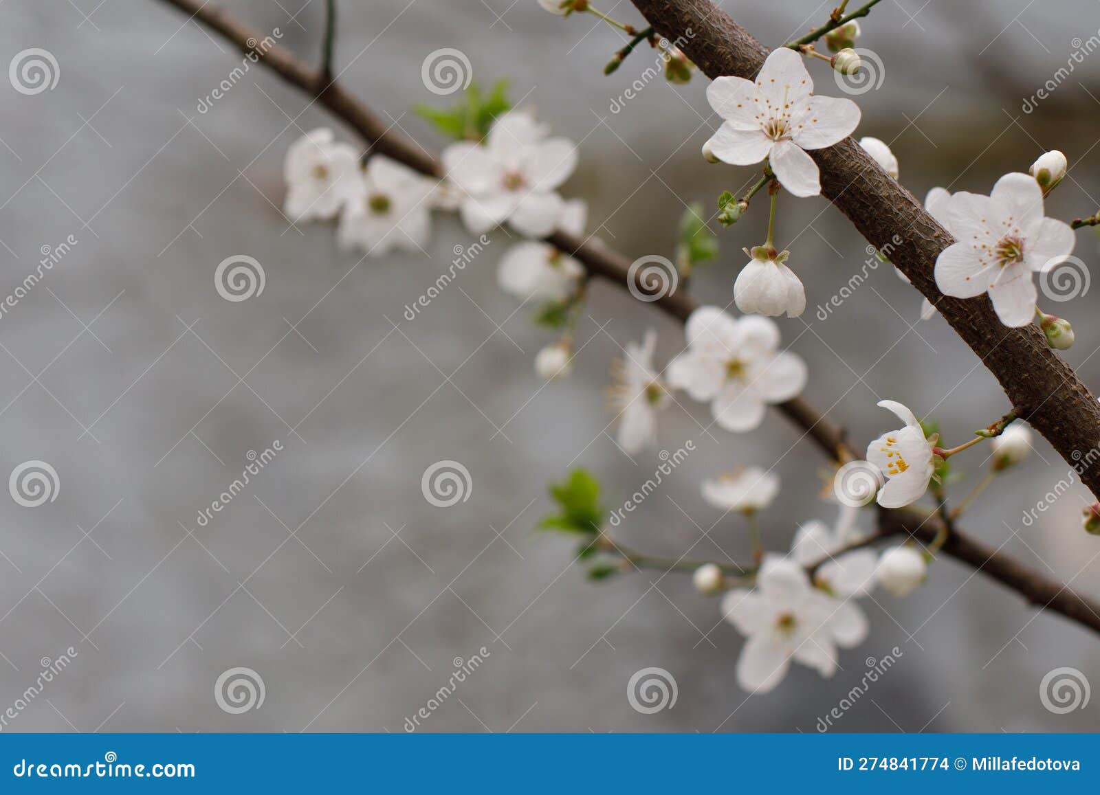 White Flowers on Blurres Light Blue Spring Background Stock Photo ...
