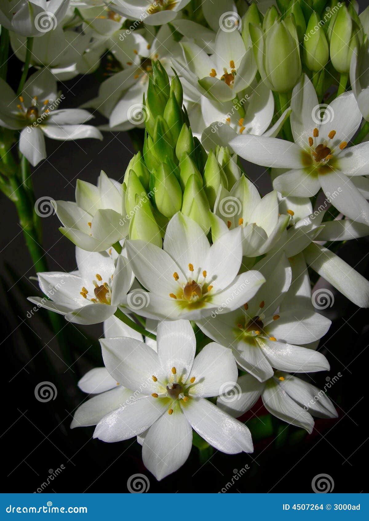 White flowers bouquet stock photo. Image of fragrance - 4507264