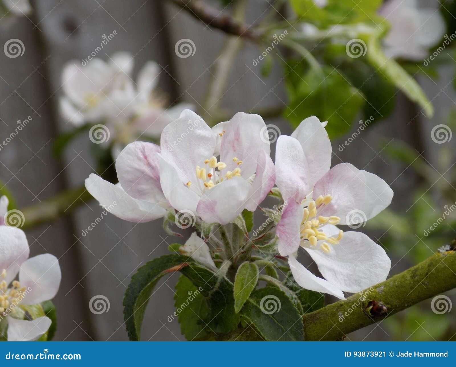 White flowers on branch stock image. Image of flower - 93873921