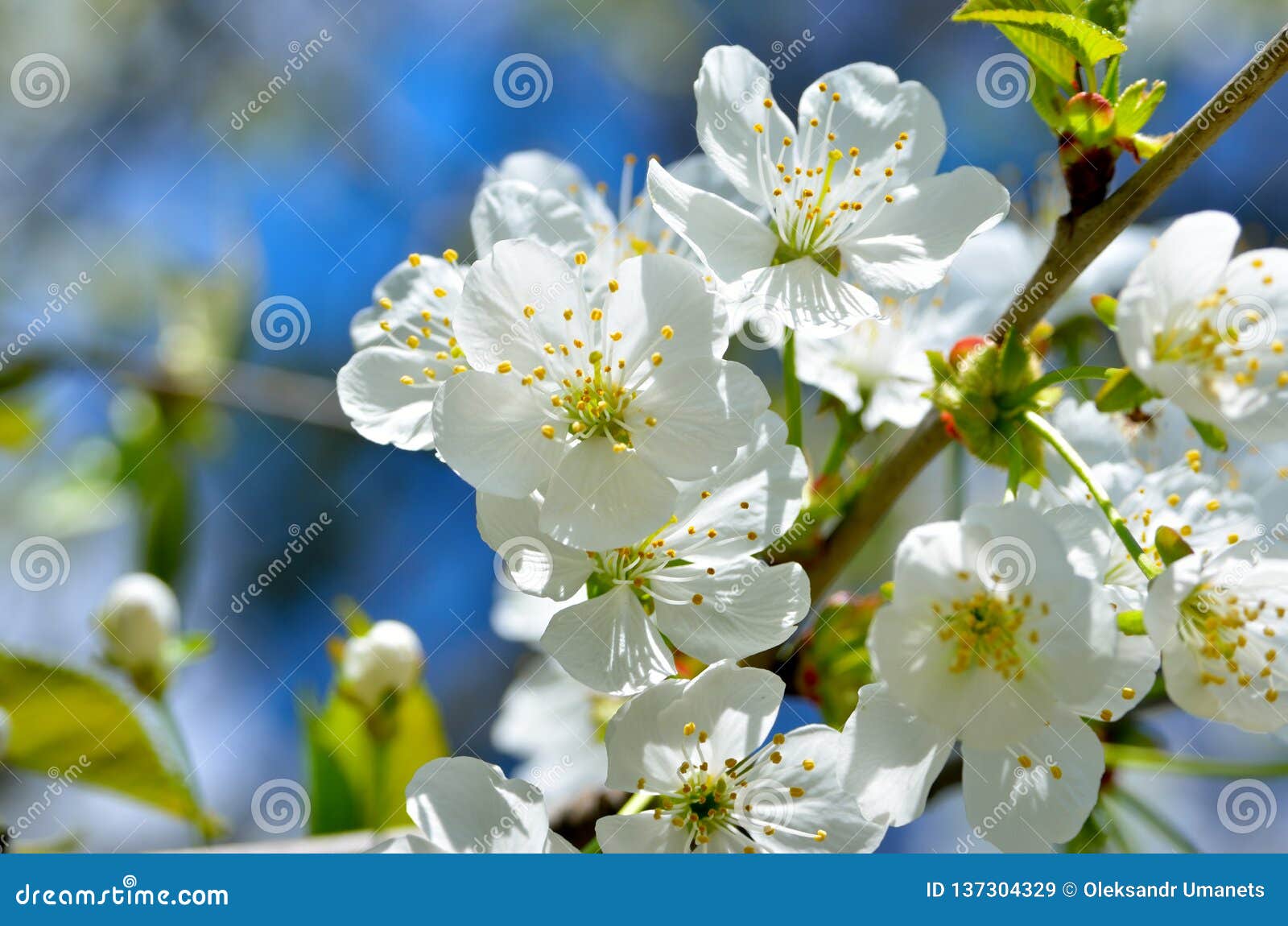White Flowers on the Branches of Trees in the Spring Stock Image ...