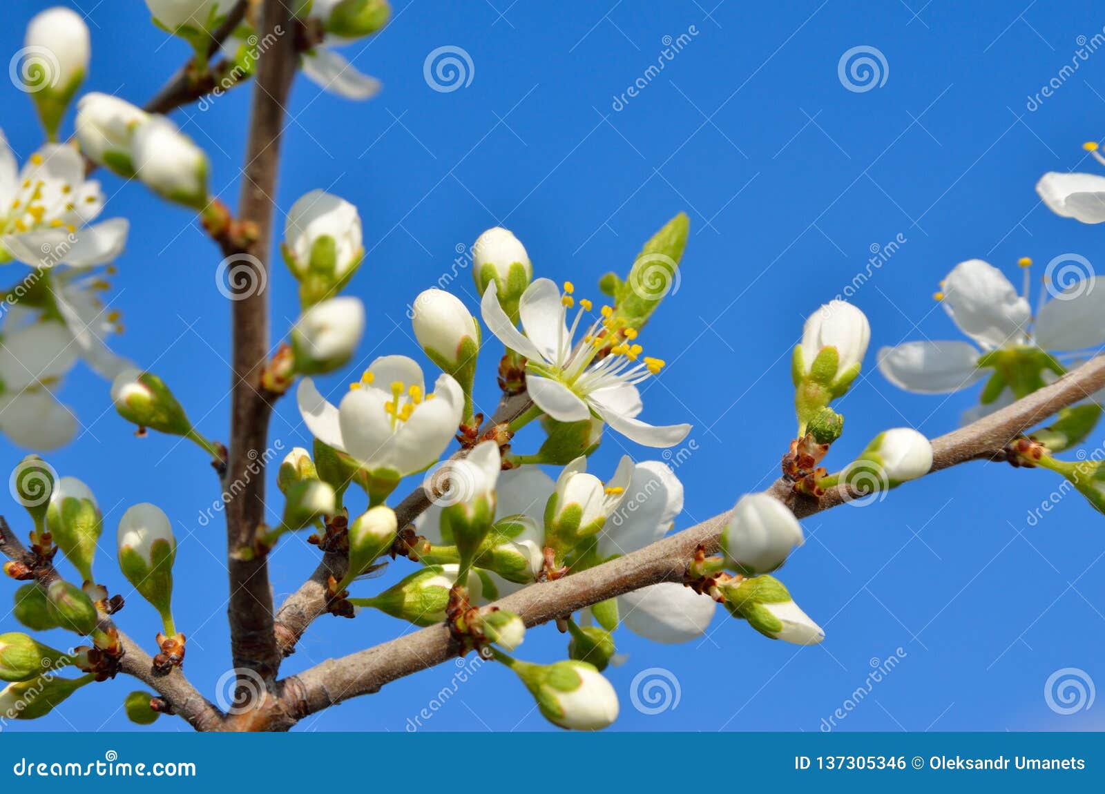 White Flowers on the Branches of Trees in the Spring Stock Photo ...