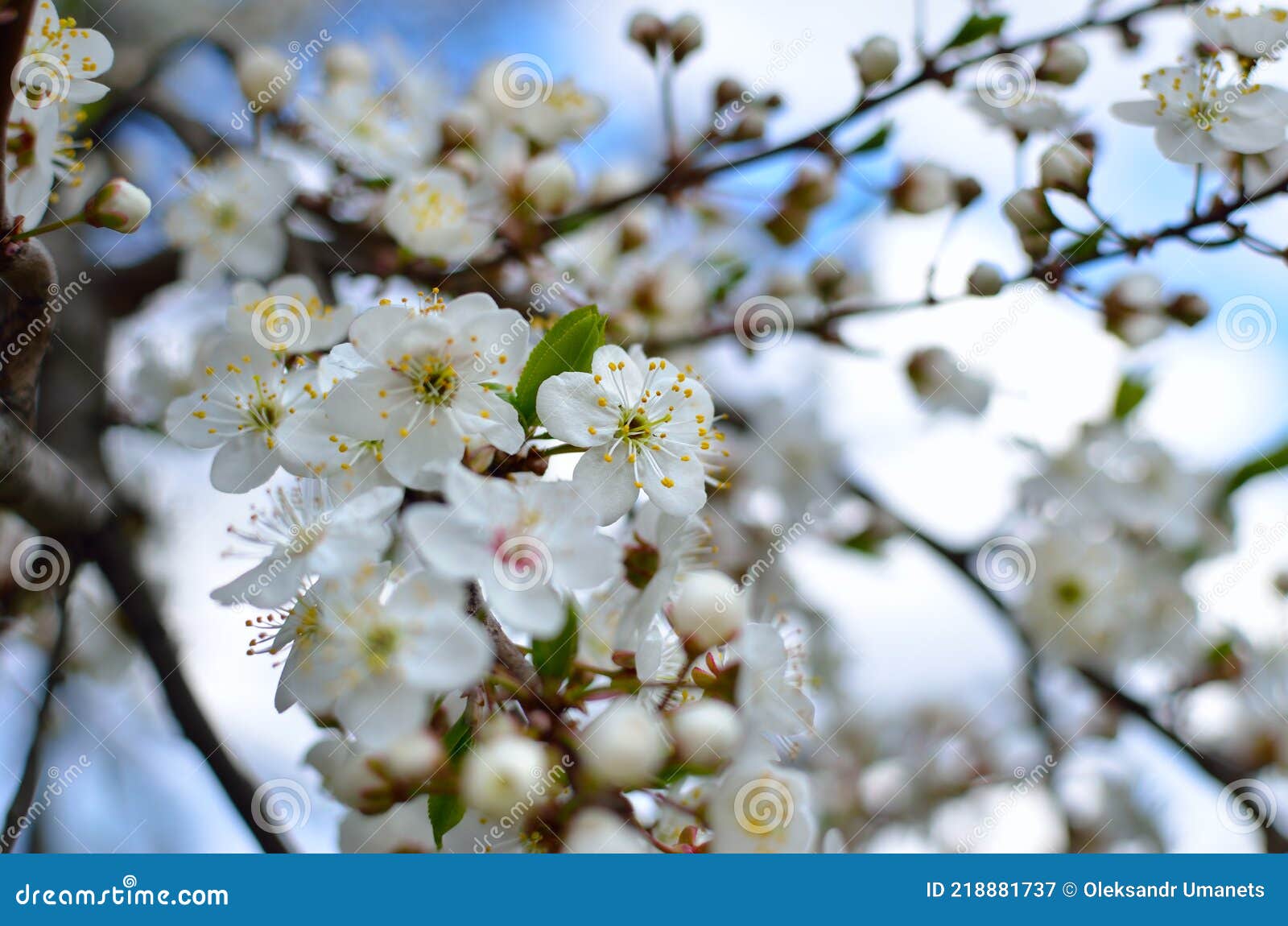 White Flowers on the Branches of Trees in the Spring Stock Image ...