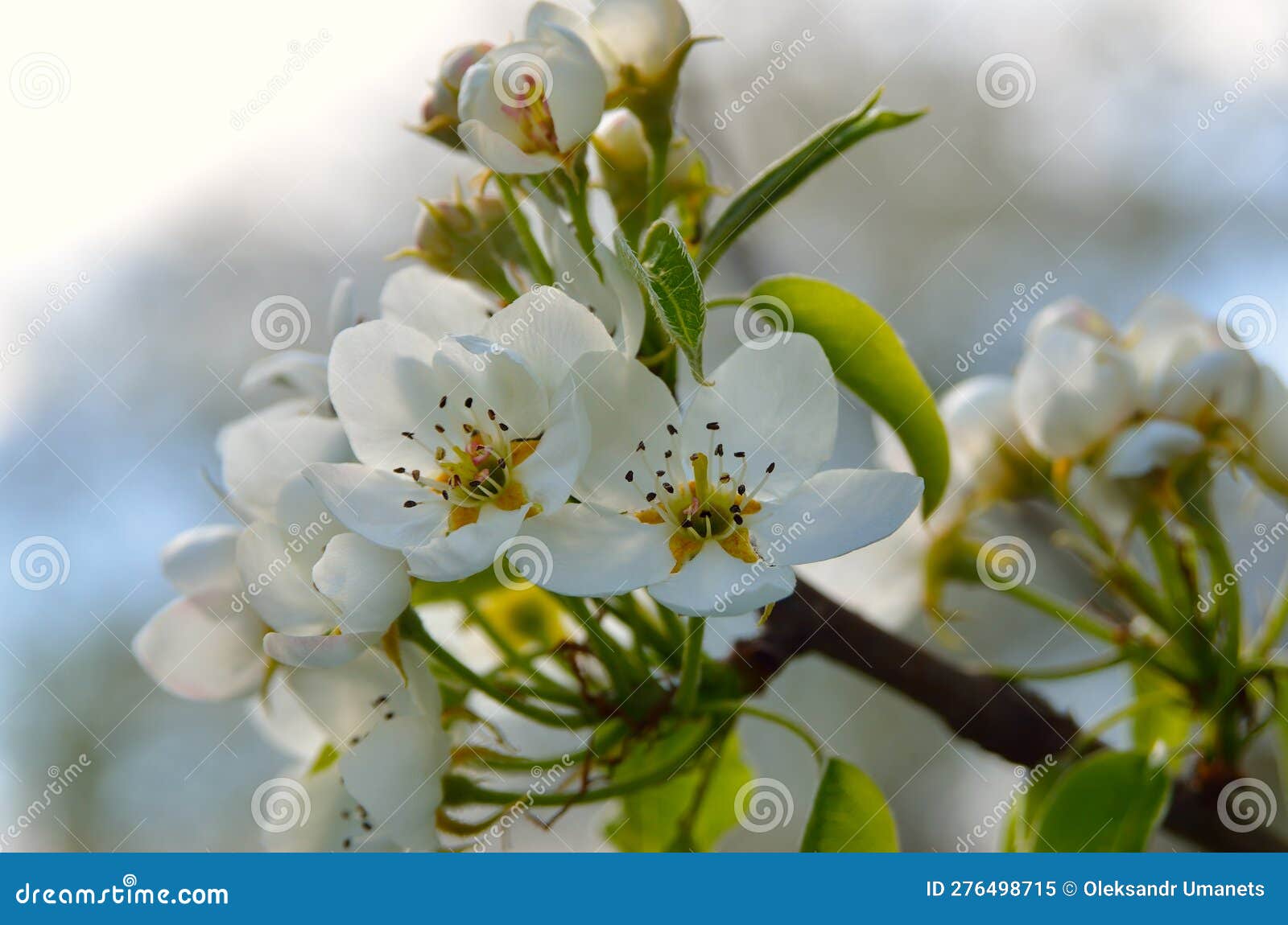 White Flowers on the Branches of Trees in the Spring Stock Image ...