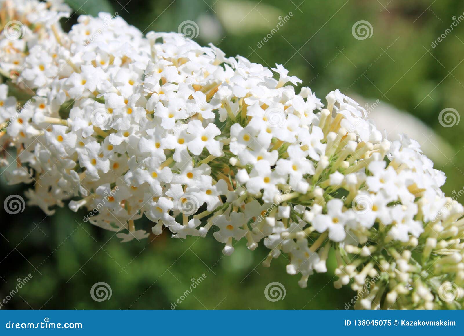 White Flowers of Buddleia Davidii or Butterfly-bush Stock Image - Image ...