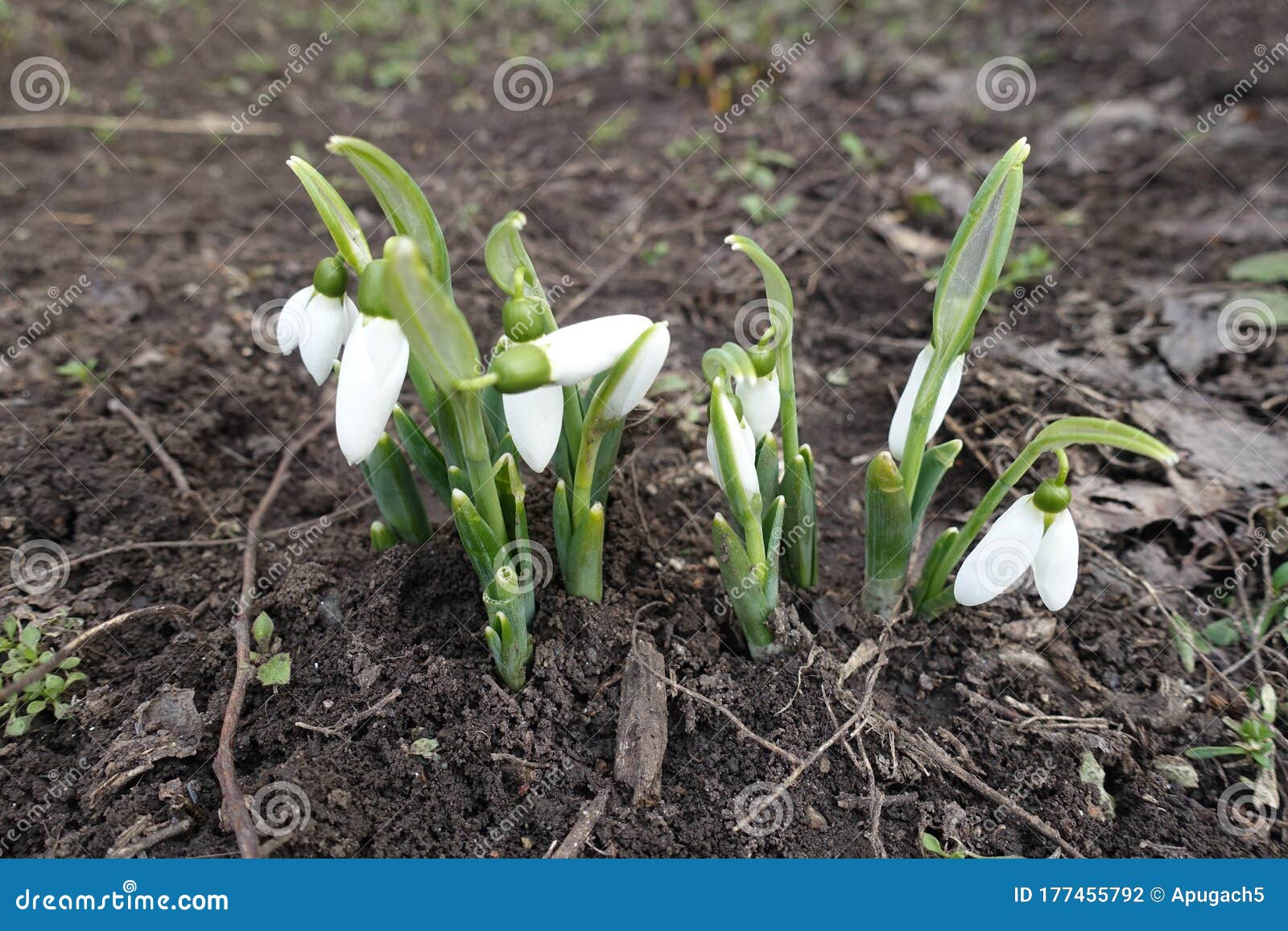 White Flowers and Buds of Snowdrops in March Stock Photo - Image of ...