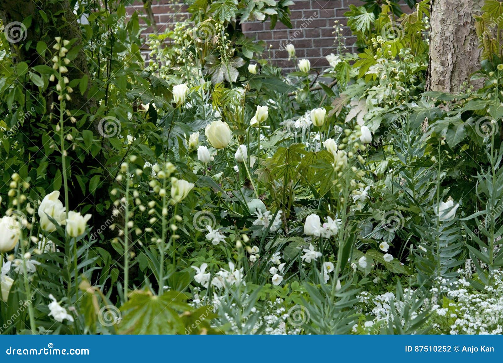 White flowers from bulbs stock photo. Image of green - 87510252