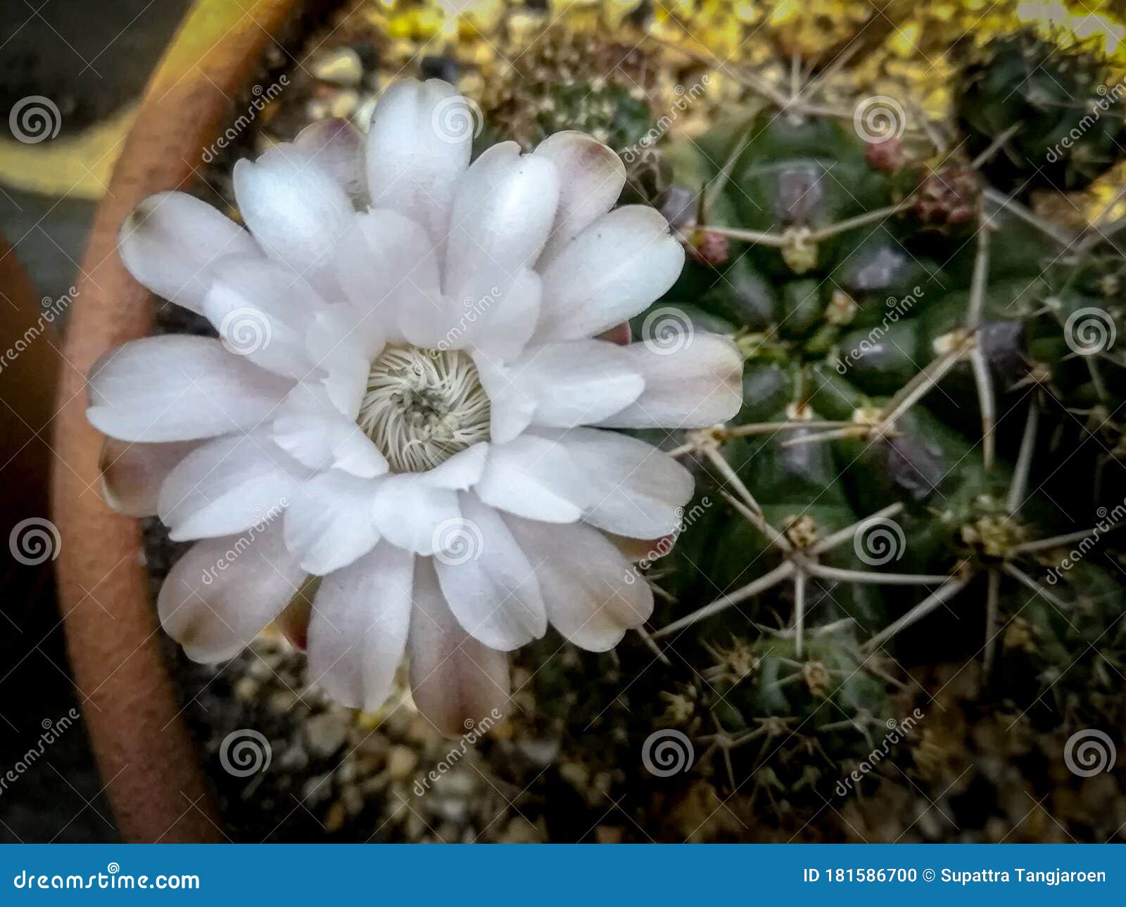 Flowers, Cactus And Mountain In The Background - Typical Sertao ...