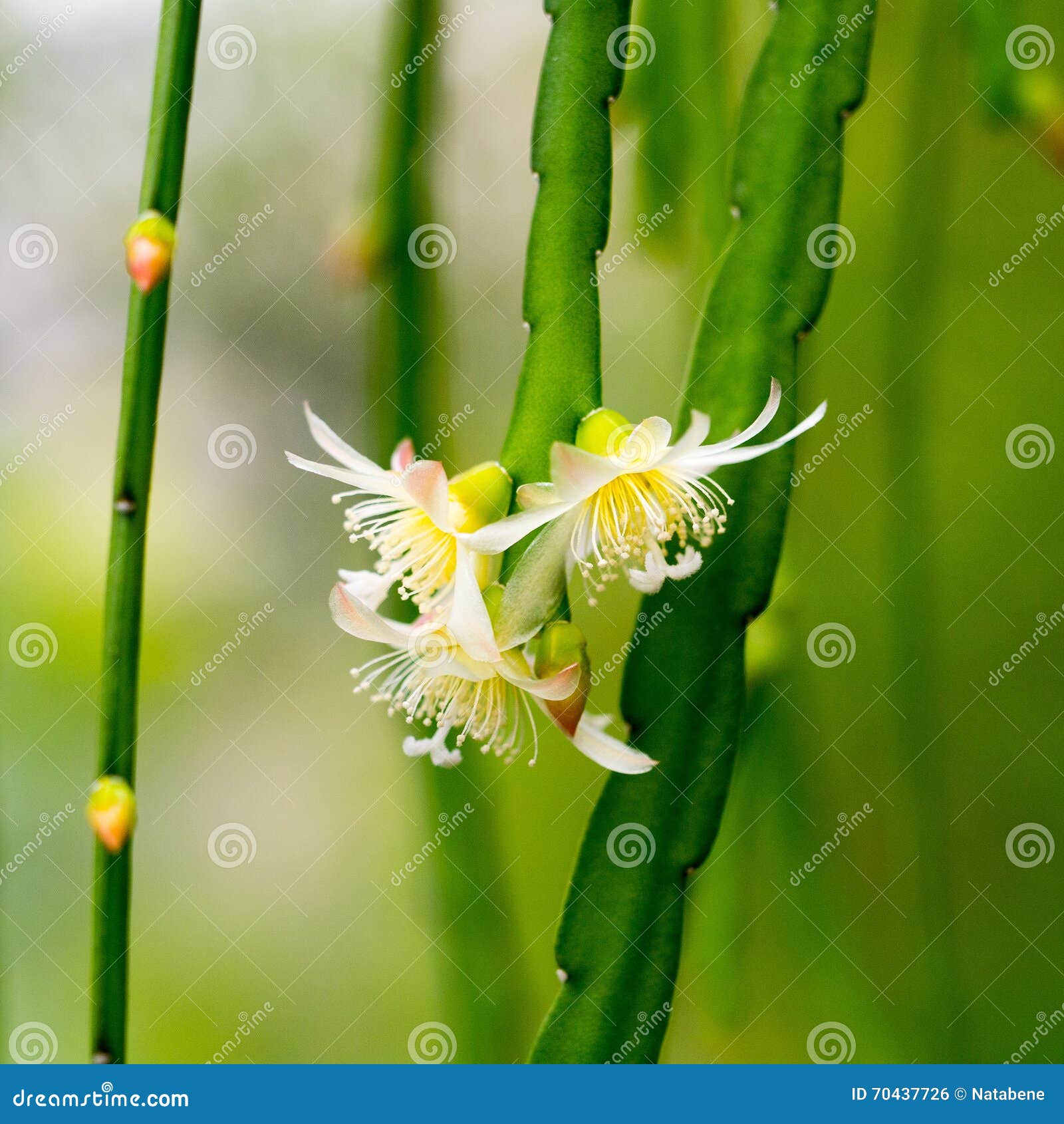 Hanging Branches Of Weeping Willow Stock Photo | CartoonDealer.com ...