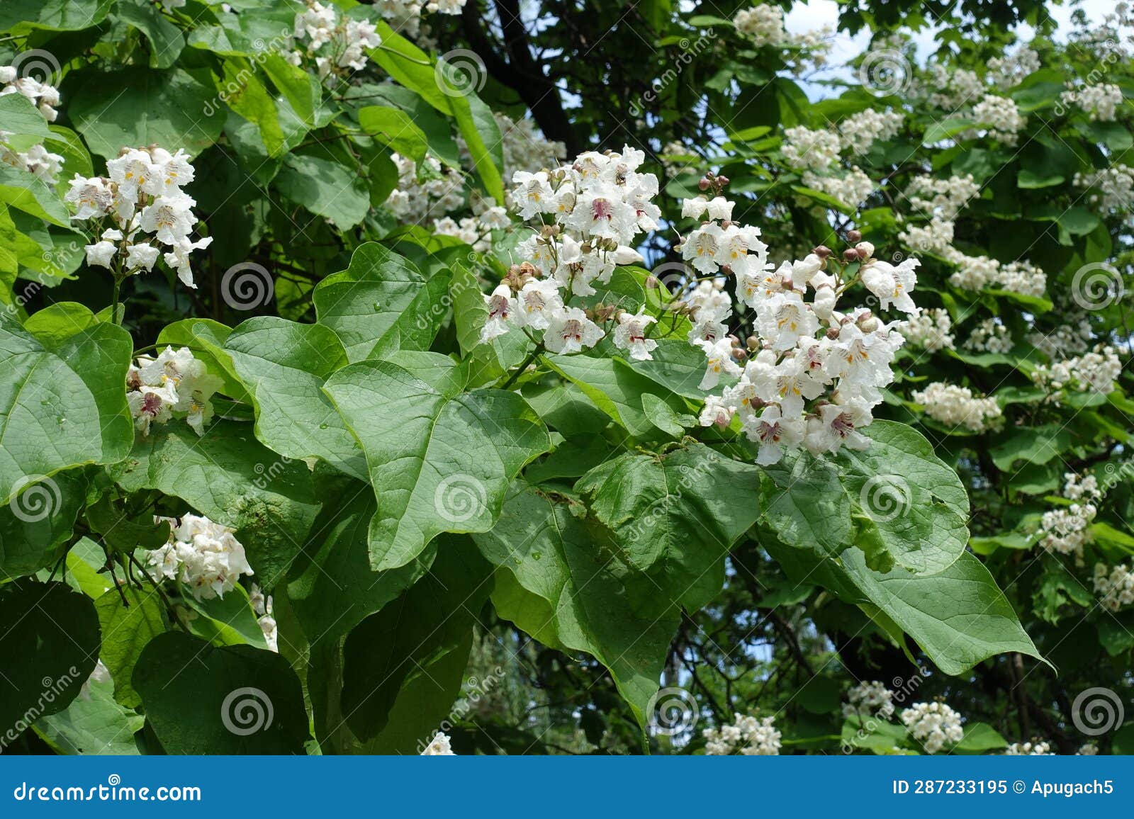 White Flowers of Catalpa in Mid June Stock Image - Image of ...