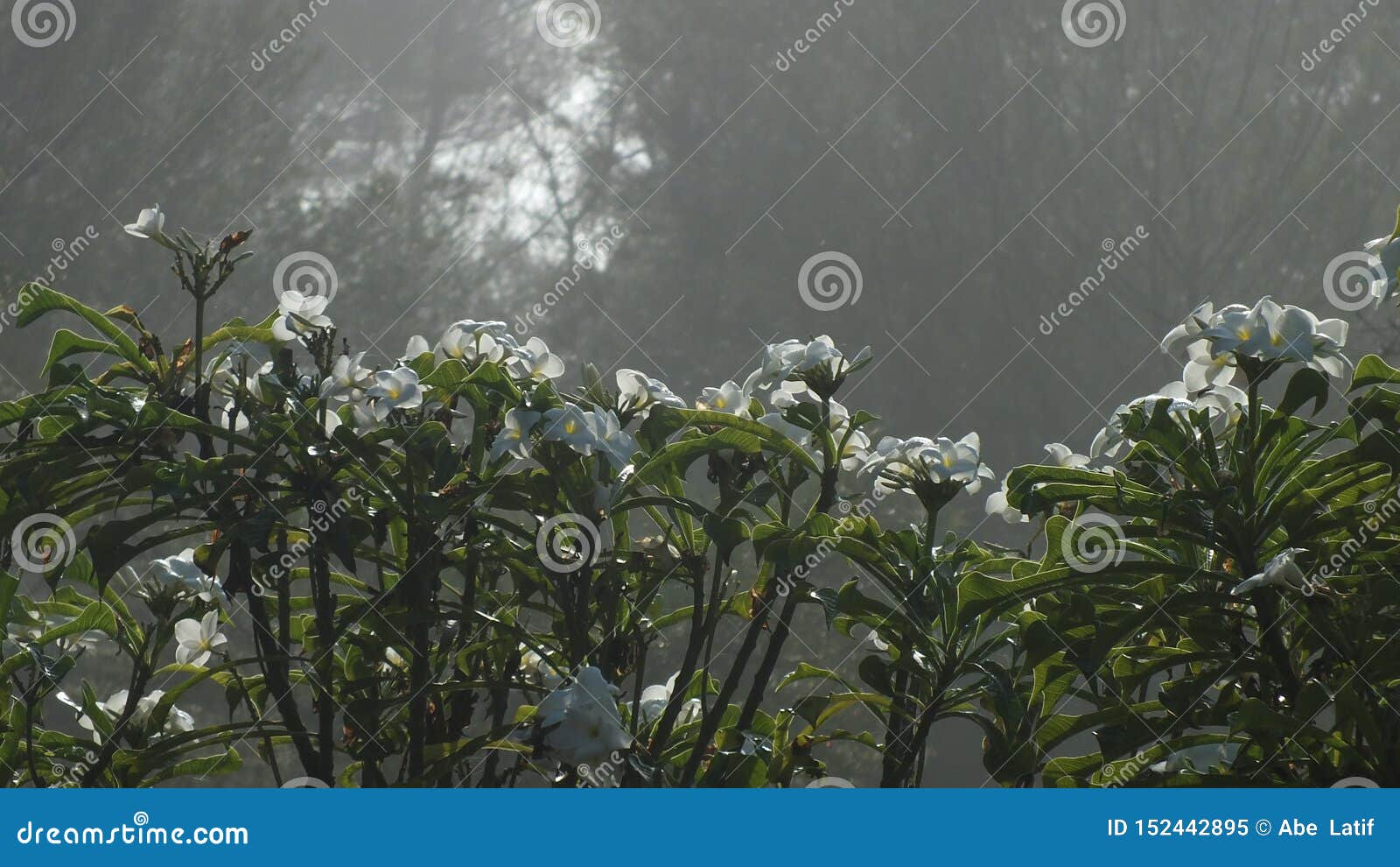 White Flowers, Central Java Indonesia Stock Image - Image of tree ...
