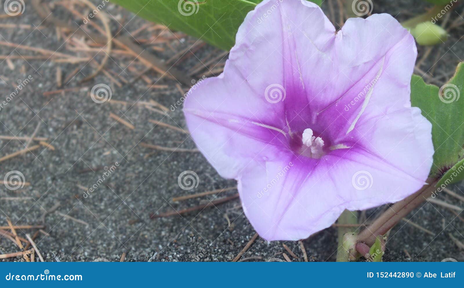 White Flowers, Central Java Indonesia Stock Photo - Image of gardens ...