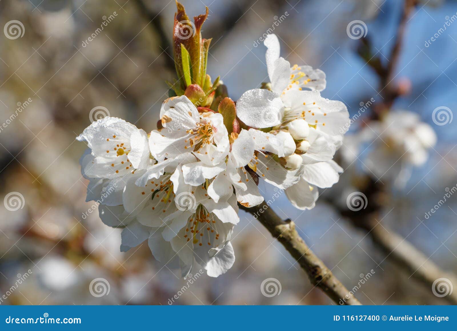 White Flowers of Cherry Tree Stock Photo - Image of floral, stem: 116127400